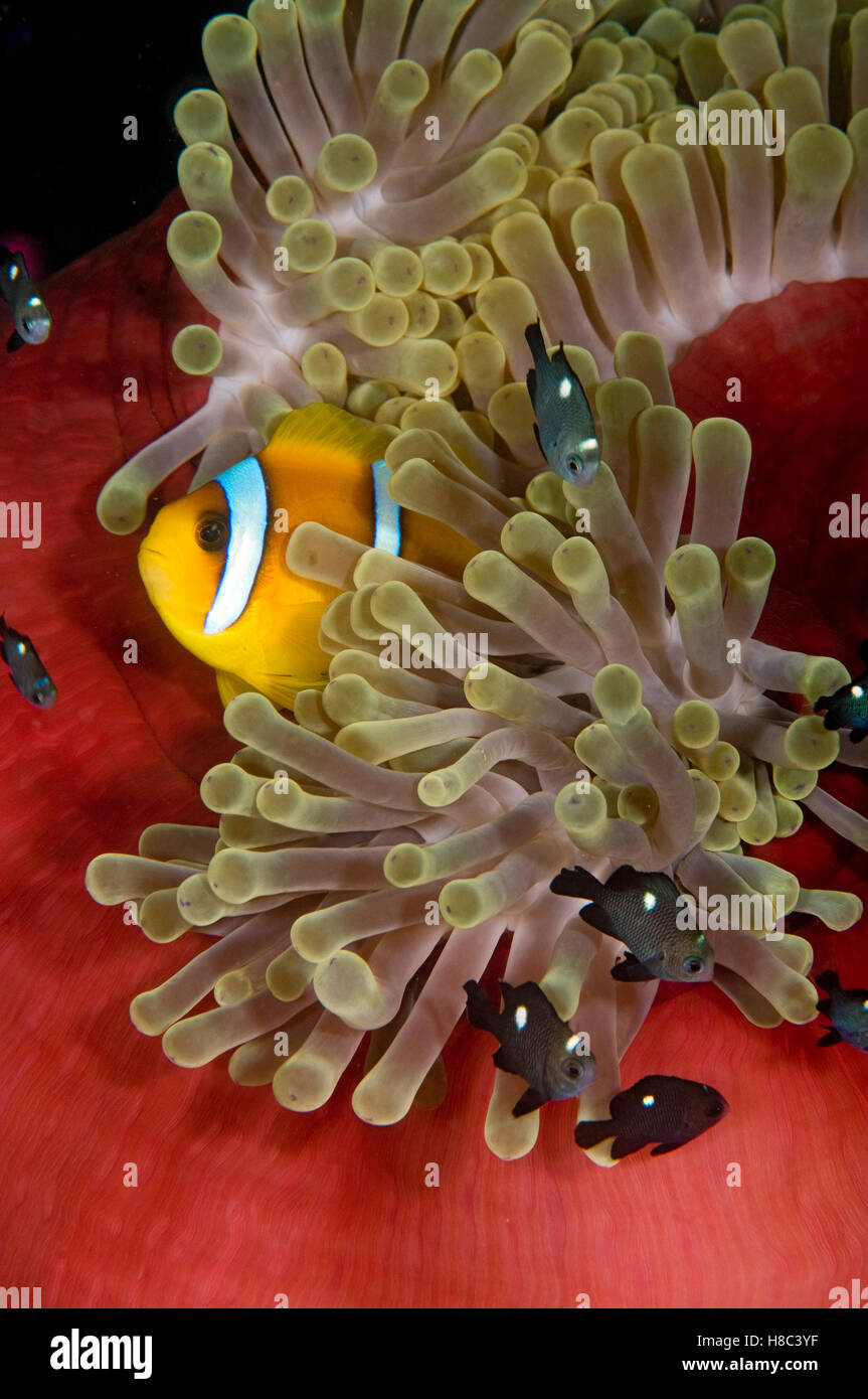 Anémone de mer magnifique (Heteractis magnifica) avec deux bandes de ...