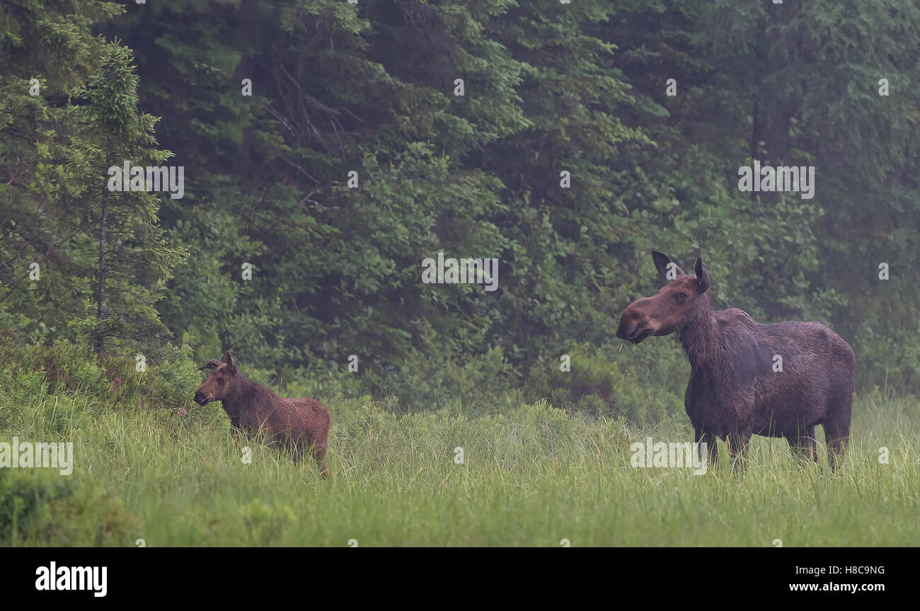 Vache et veau dans les montagnes Banque de photographies et d’images à ...
