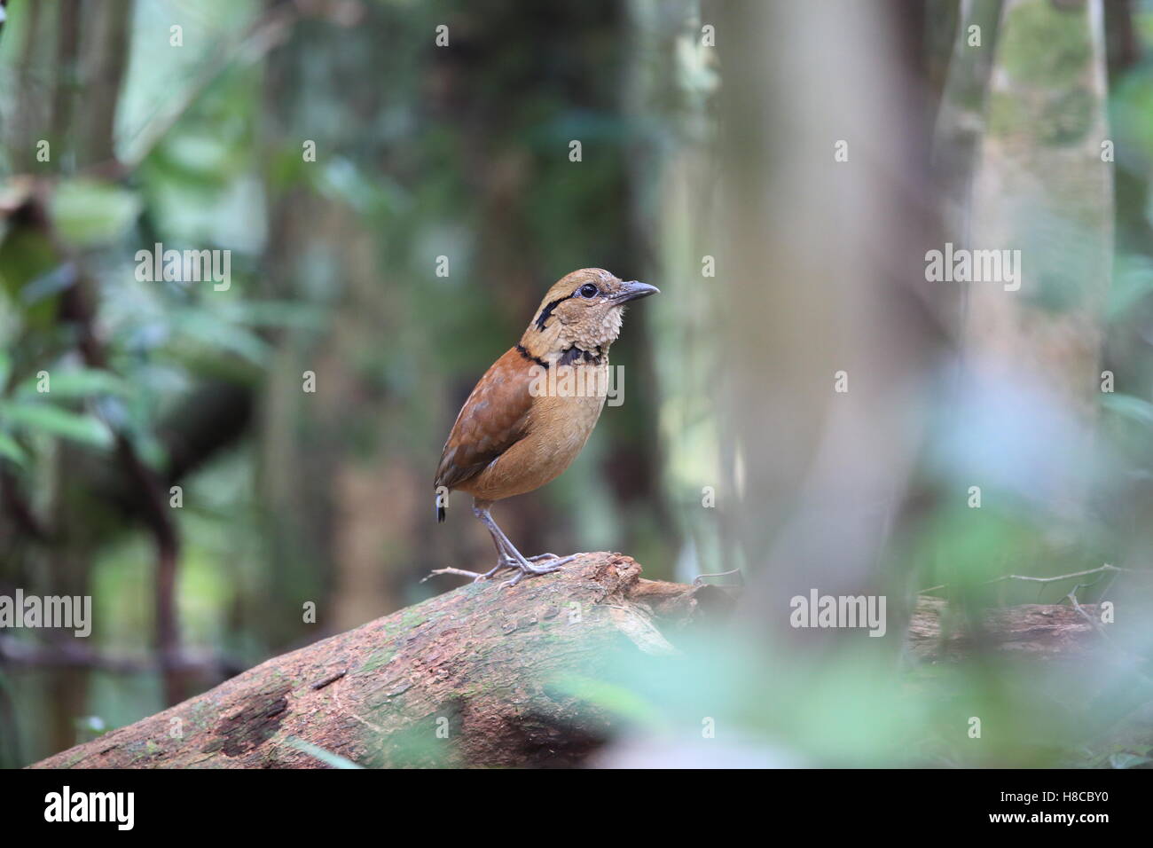 Giant pitta Banque de photographies et d’images à haute résolution - Alamy