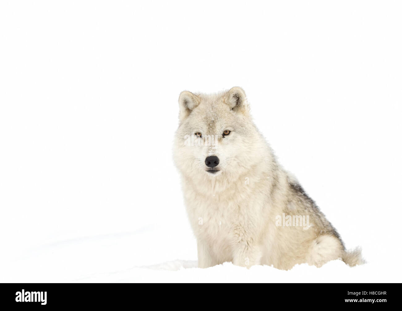 Loup arctique Banque de photographies et d’images à haute résolution ...