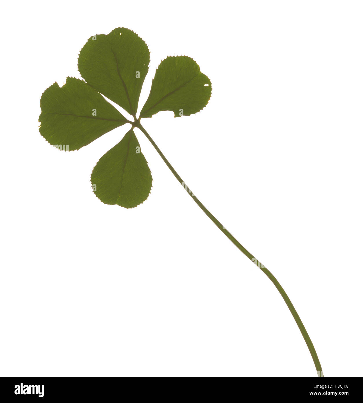 à grandes feuilles Banque d'images détourées - Alamy