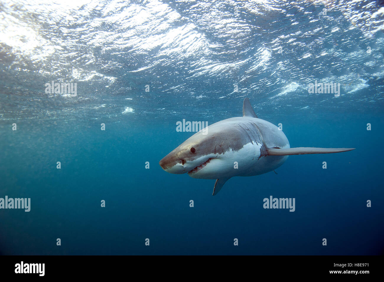 Grands requins blancs Banque de photographies et d’images à haute ...