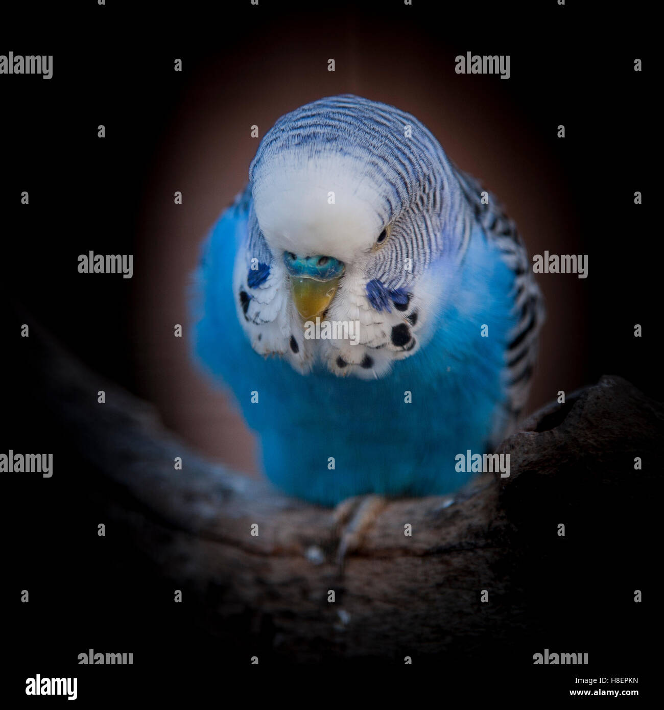 La Perruche ondulée Abington Park volière, Northampton Photo Stock - Alamy