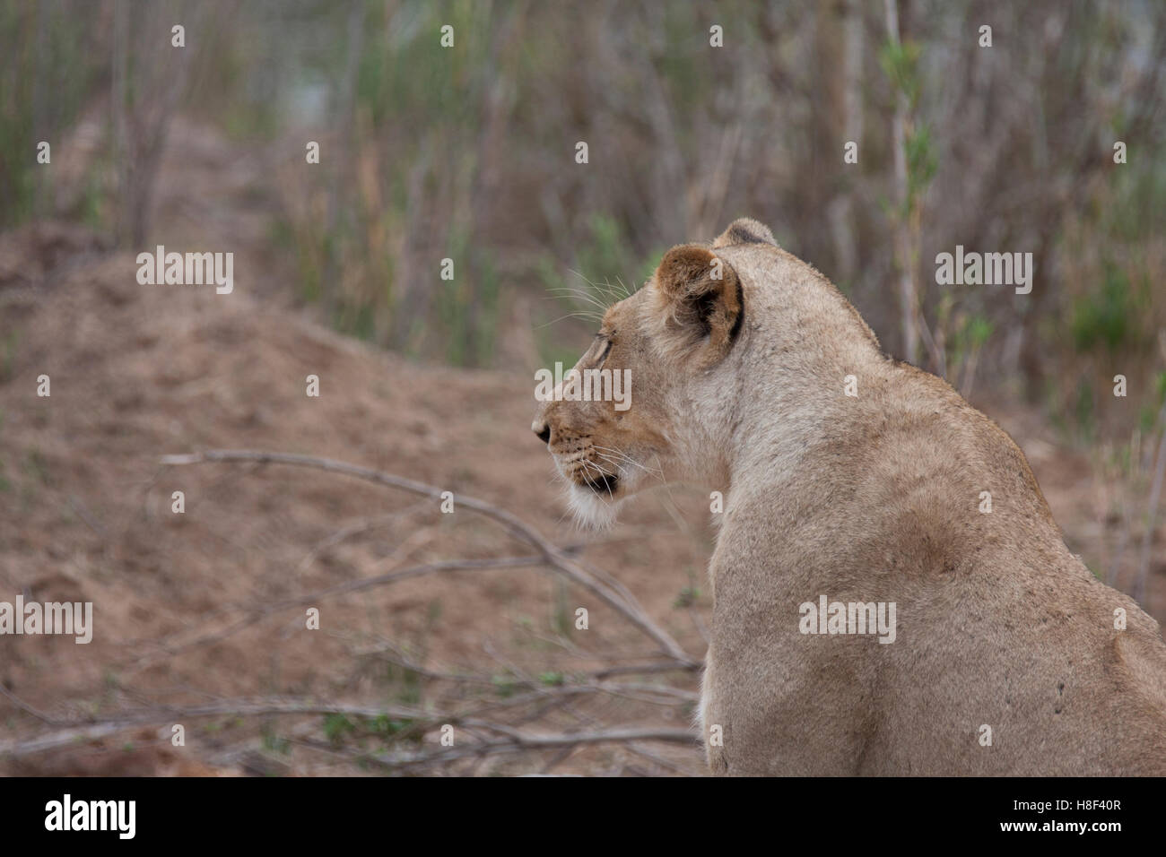 Lionne la regardant Banque de photographies et d’images à haute ...