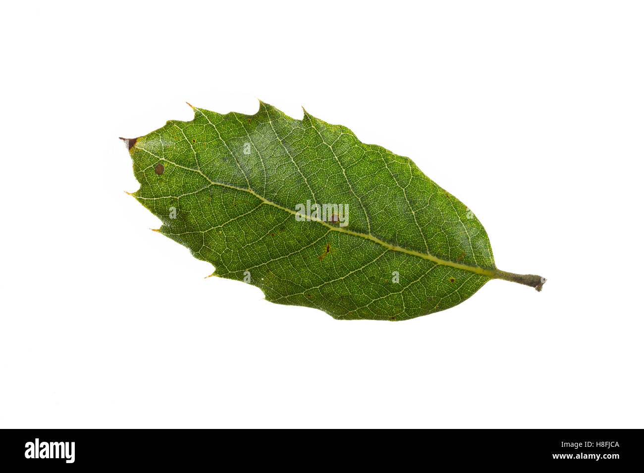 Quercus Ilex Blatt