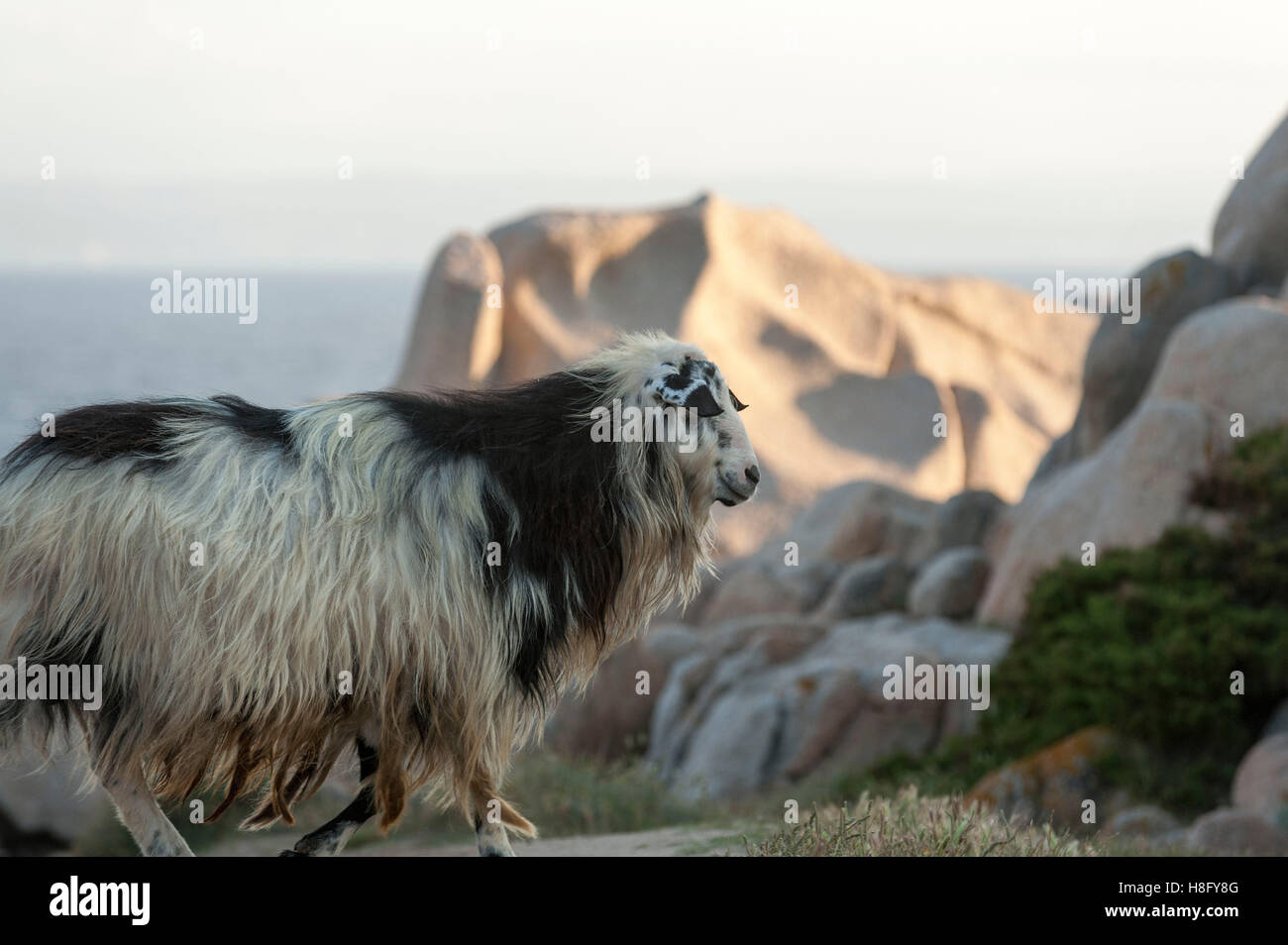 Italie, Sardaigne, chèvre sauvage au Capo Testa, les chèvres (Capra ...