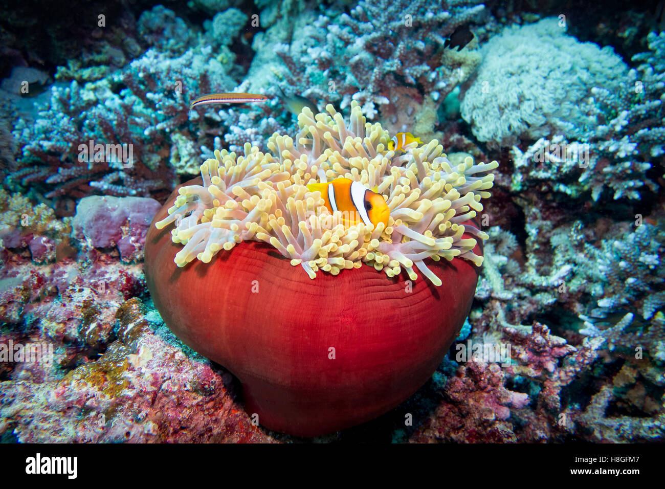 Poisson clown orange Banque de photographies et d’images à haute ...