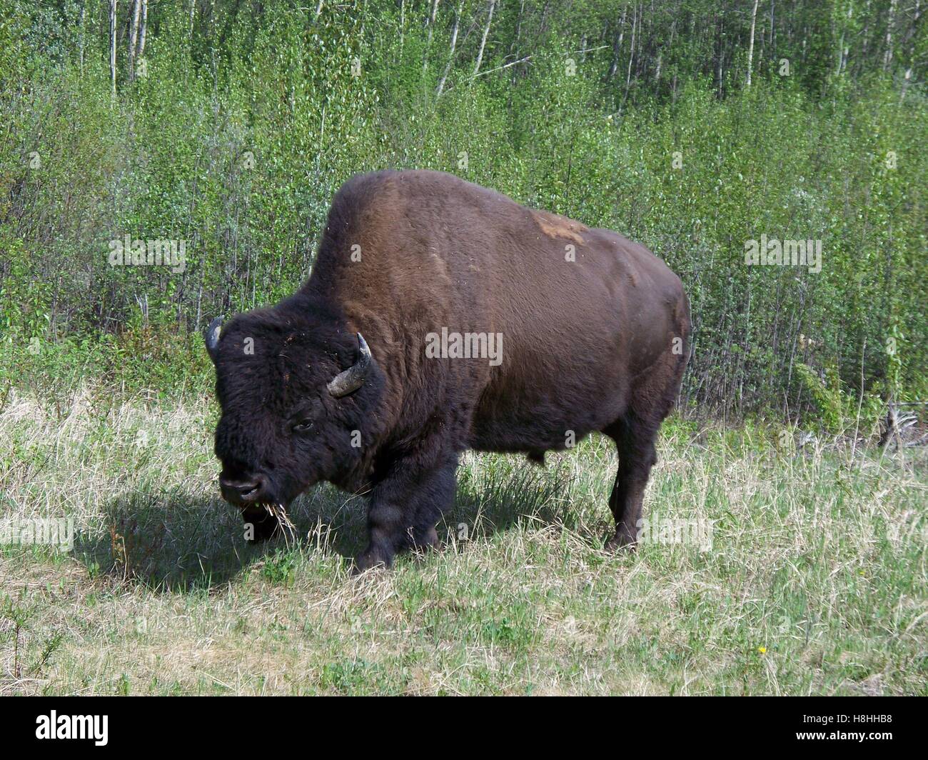 Giant bison Banque de photographies et d’images à haute résolution - Alamy