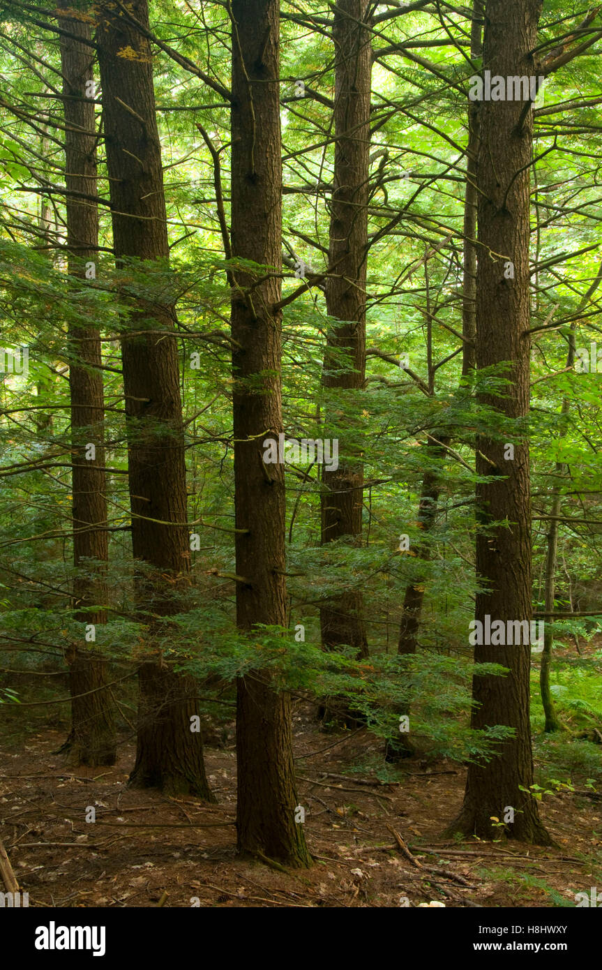 Tsuga de la pruche orientale Banque de photographies et d’images à ...