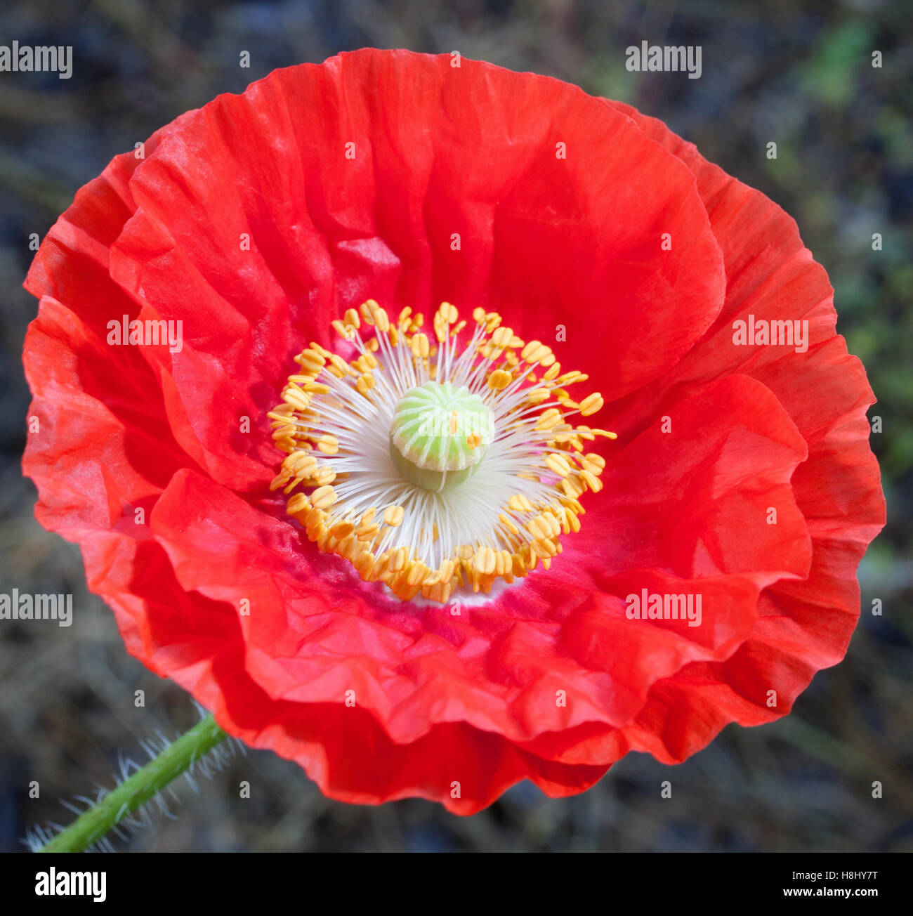 Gros coquelicot rouge Banque de photographies et d’images à haute ...