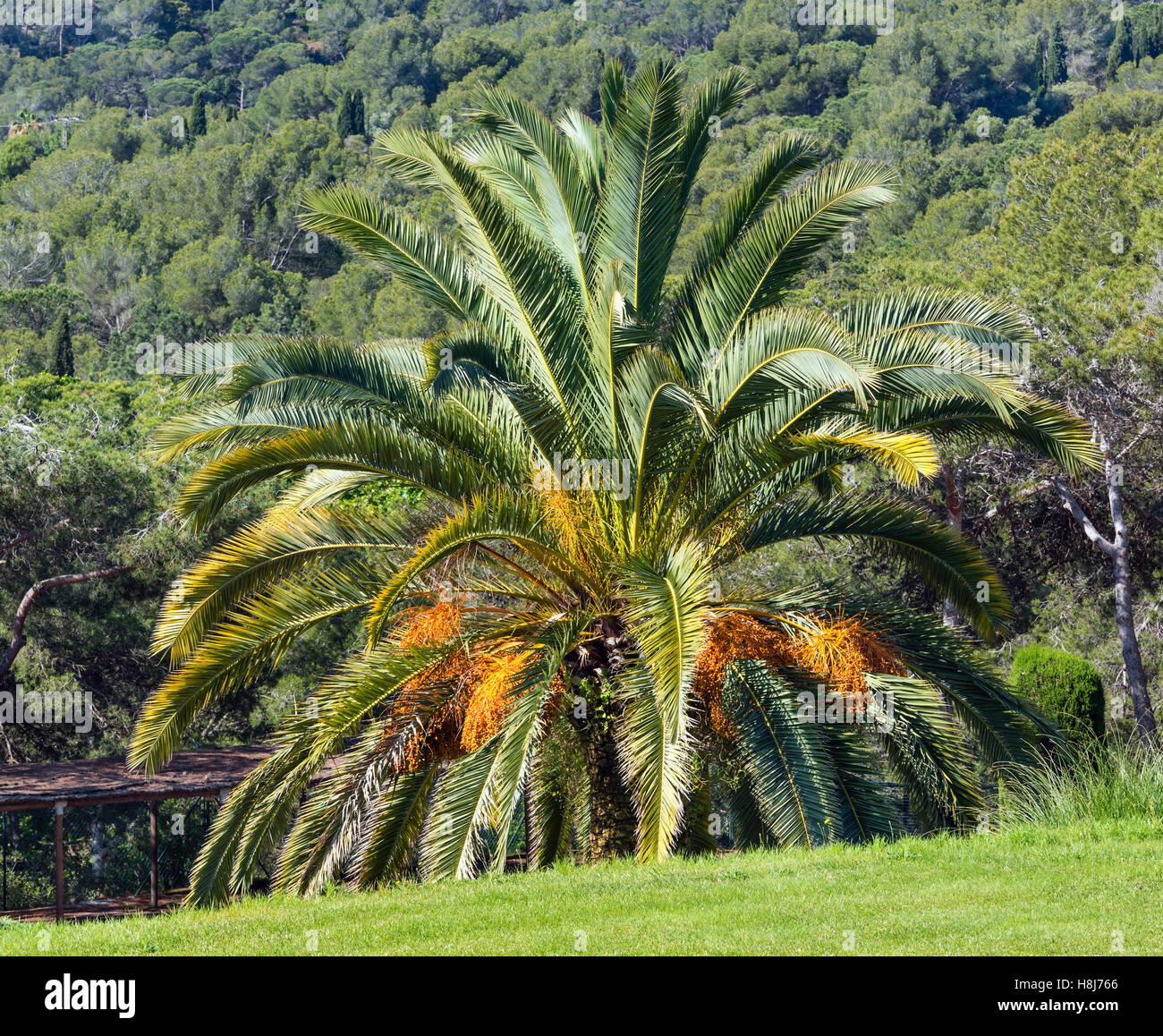 Palmier en fleurs avec des fleurs jaunes dans la nature park Photo ...