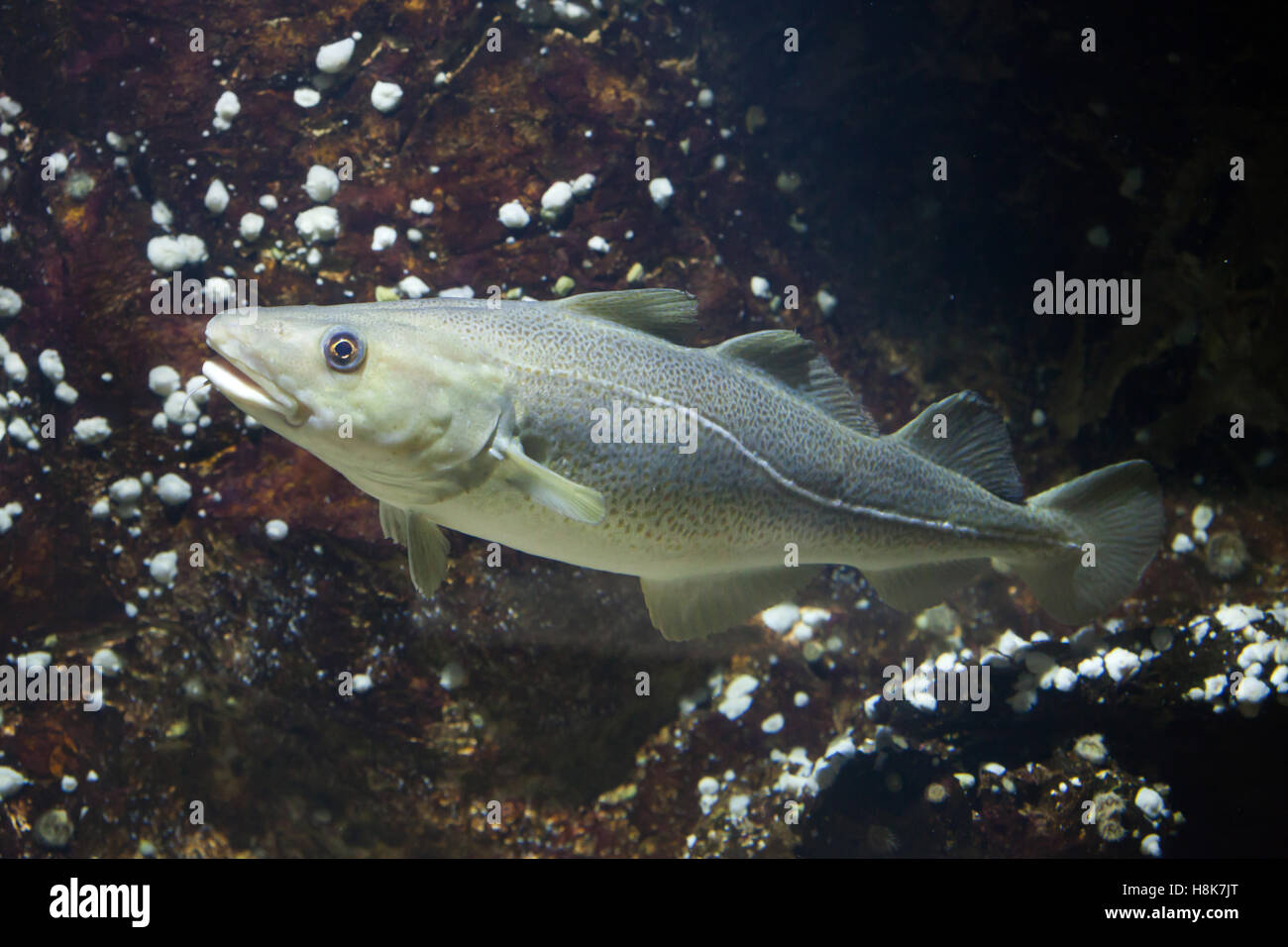 La morue (Gadus morhua). Les poissons marins Photo Stock - Alamy