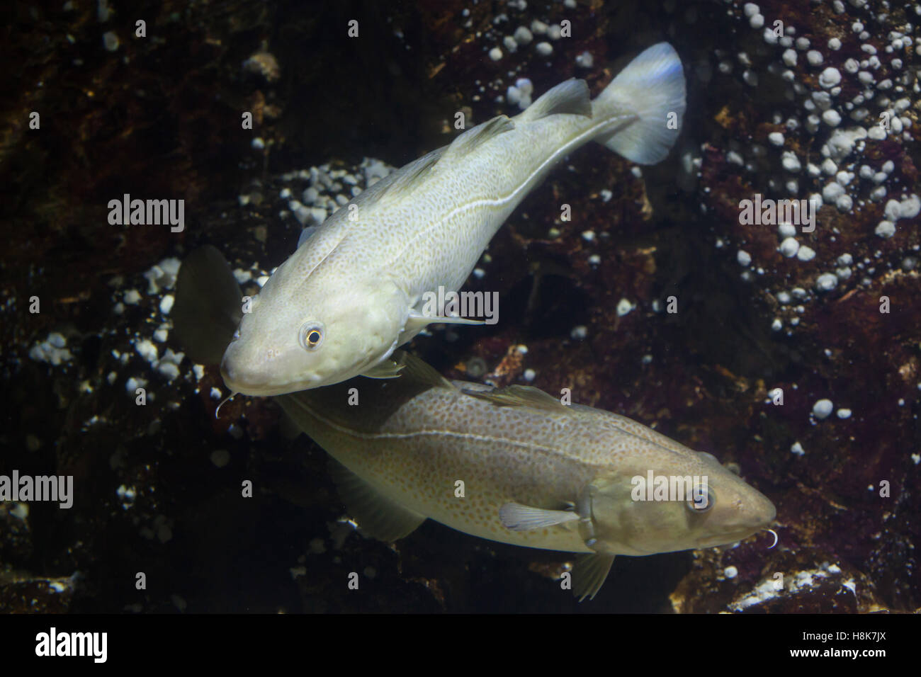 Deux morues Banque de photographies et d’images à haute résolution - Alamy