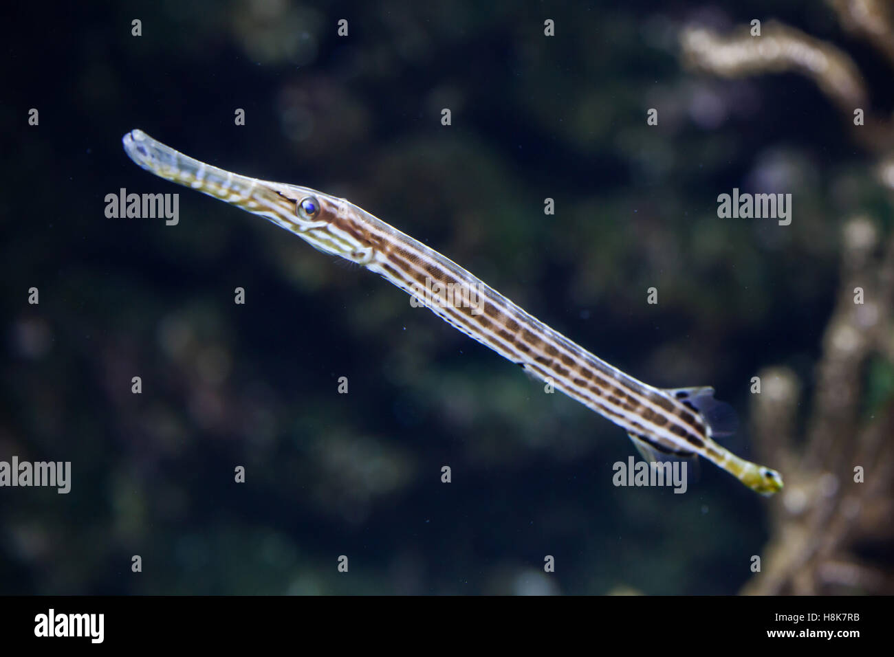 Poisson trompette aulostomus chinensis Banque de photographies et d ...