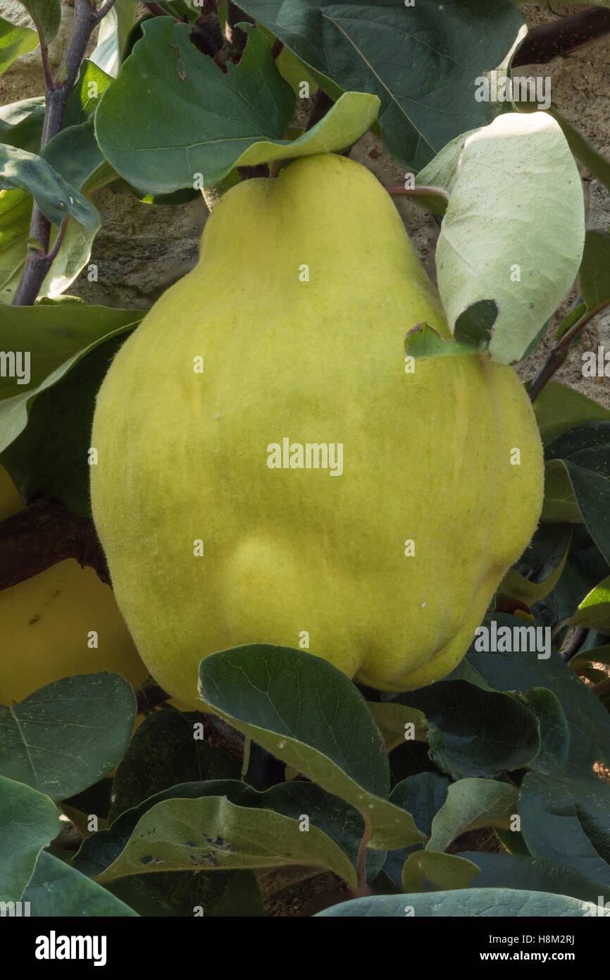 Eau de vie de coing Banque de photographies et d’images à haute ...