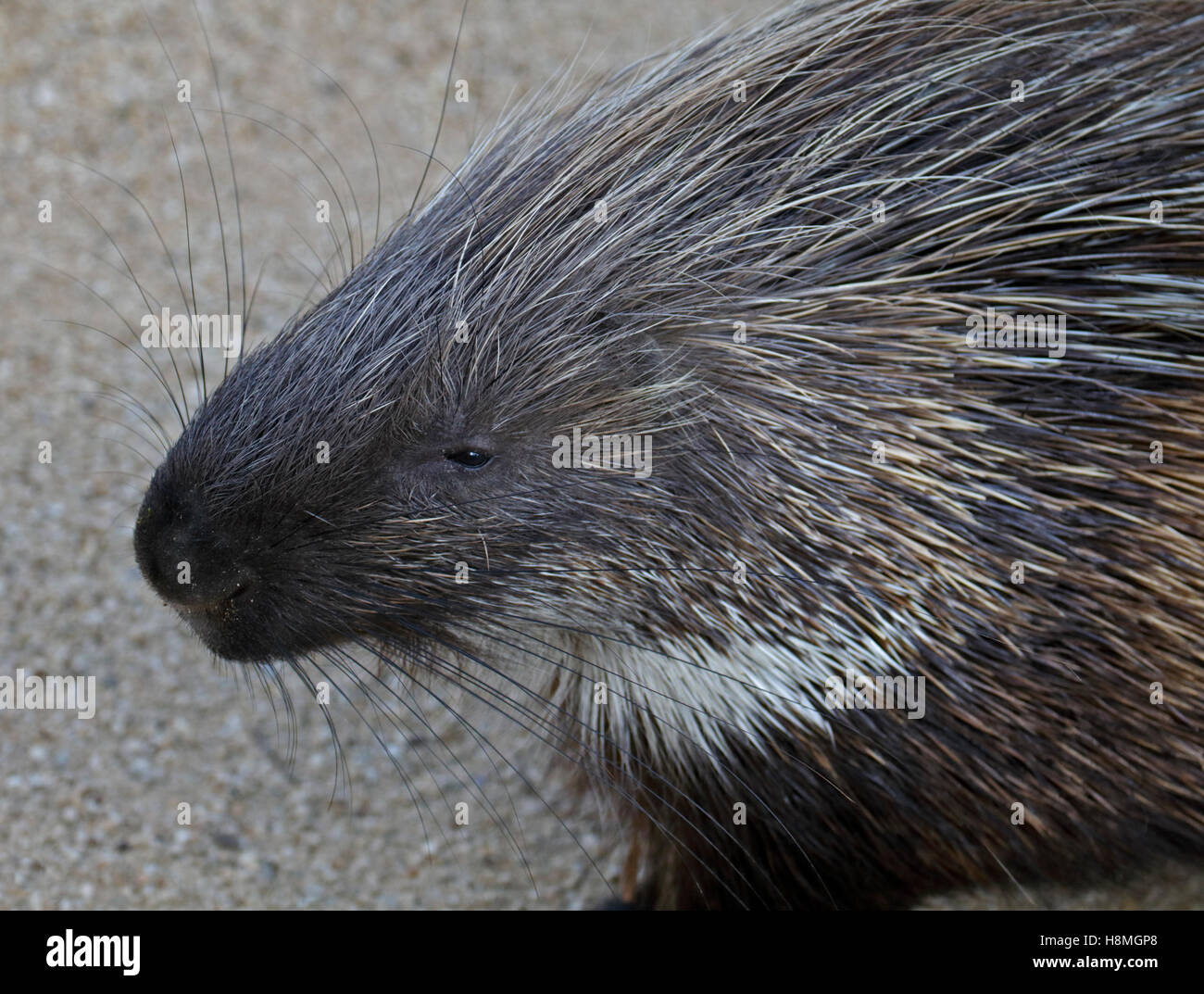Porc-épic africain (hystrix cristata Photo Stock - Alamy