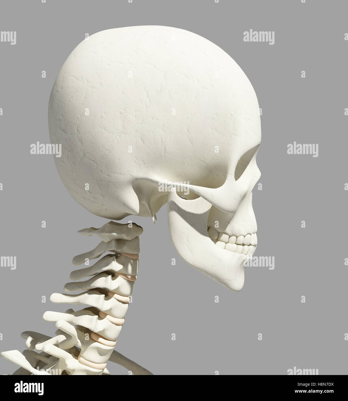 Illustration 3D de l'anatomie du crâne - partie de squelette humain ...