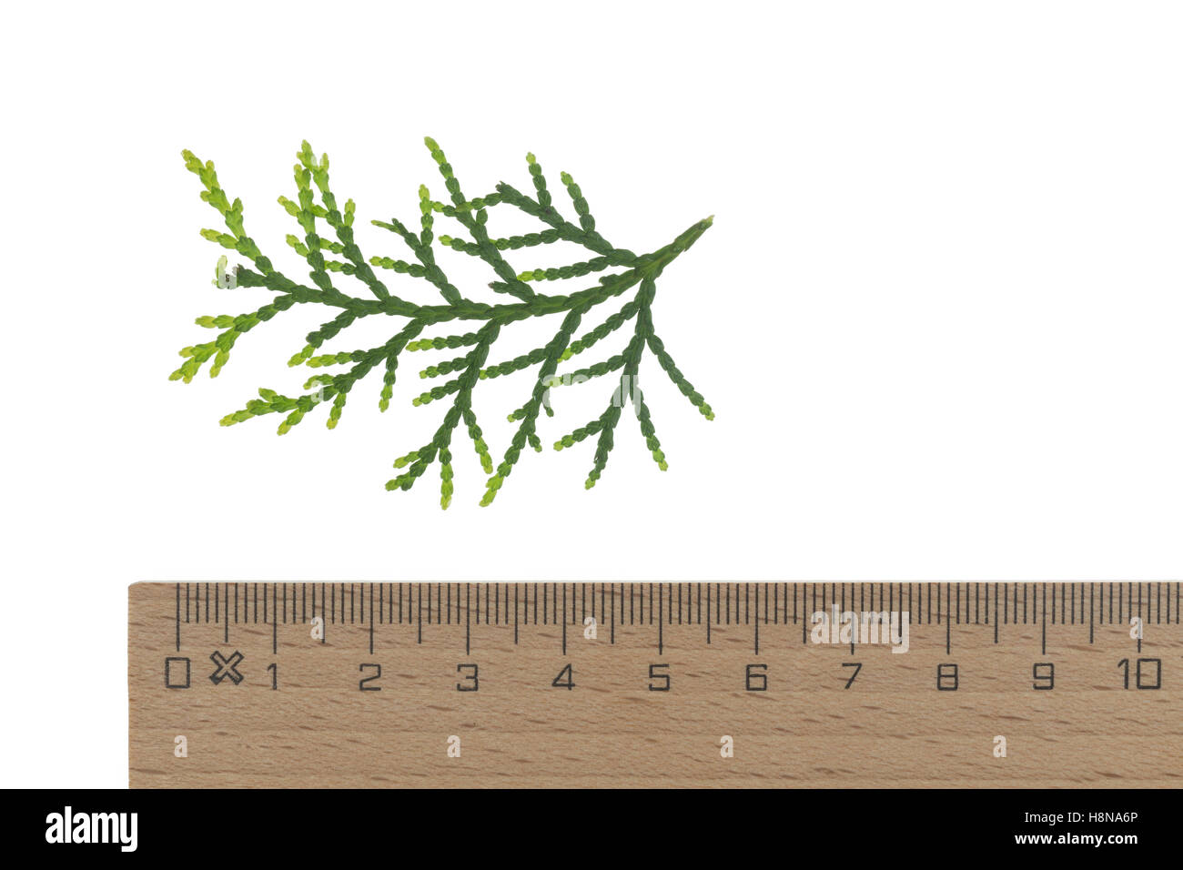 Morgenländischer Lebensbaum Platycladus orientalis, le biote ...