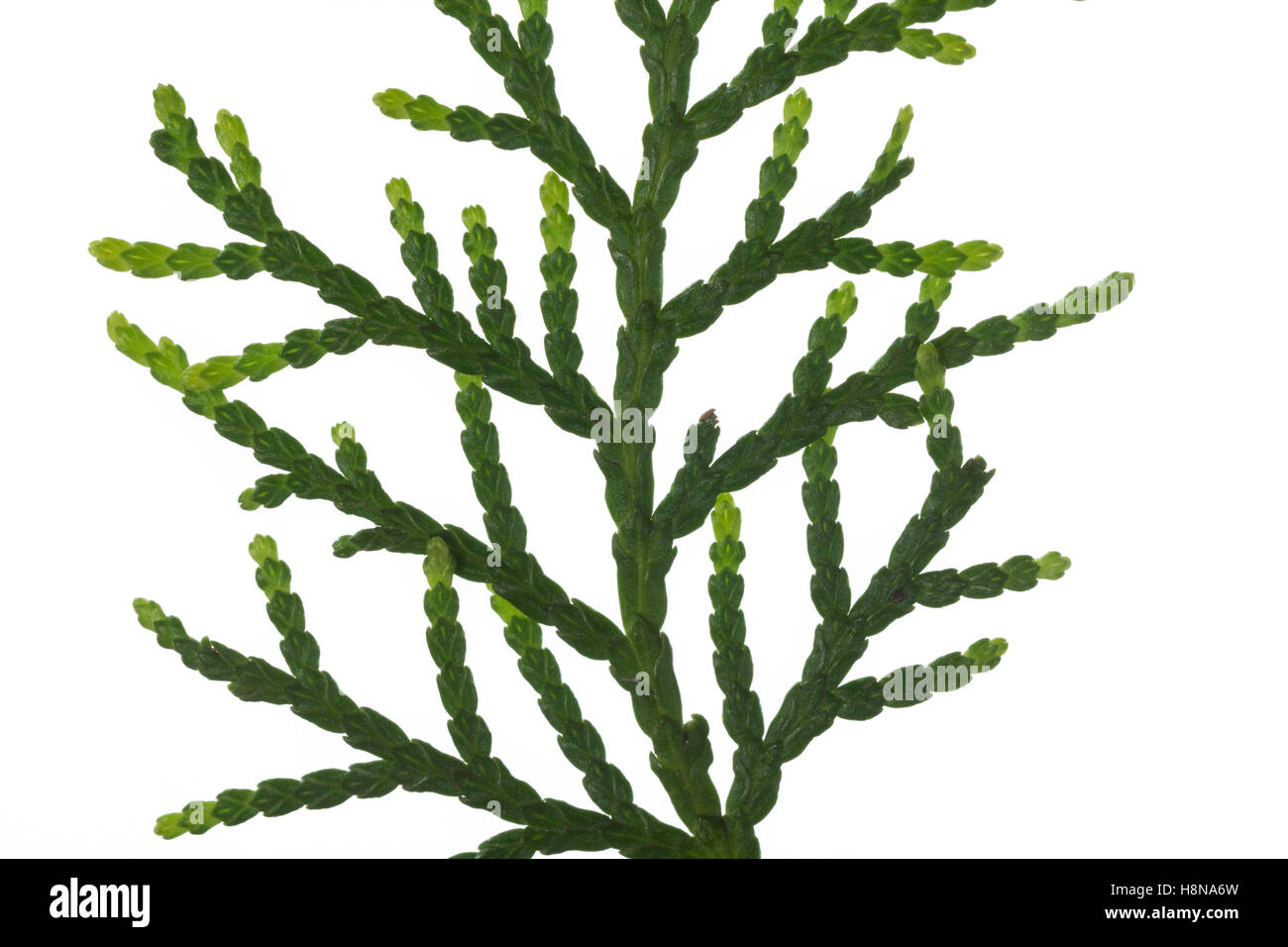 Morgenländischer Lebensbaum Platycladus orientalis, le biote ...