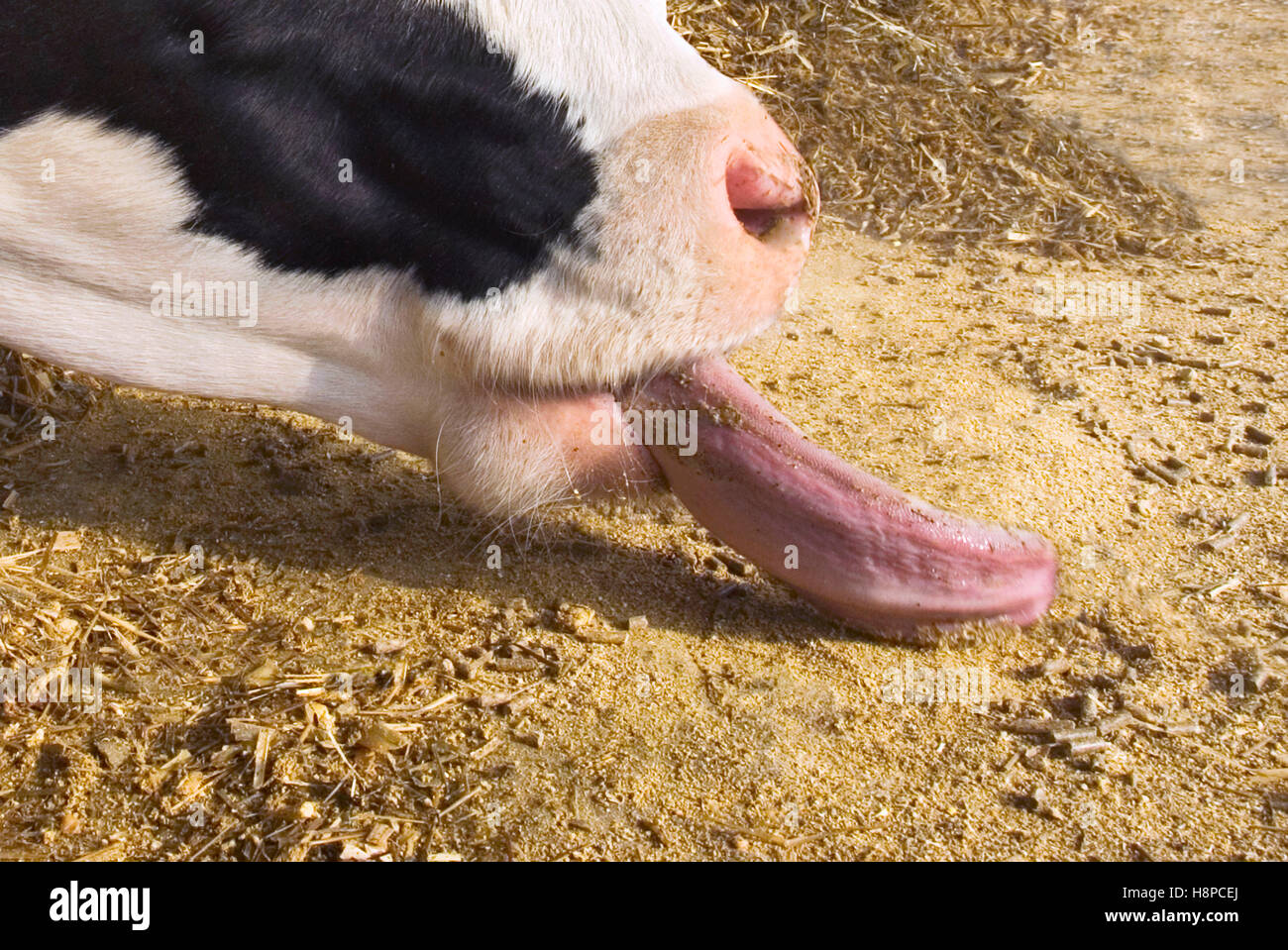 Vaches ruminantes Banque de photographies et d’images à haute ...