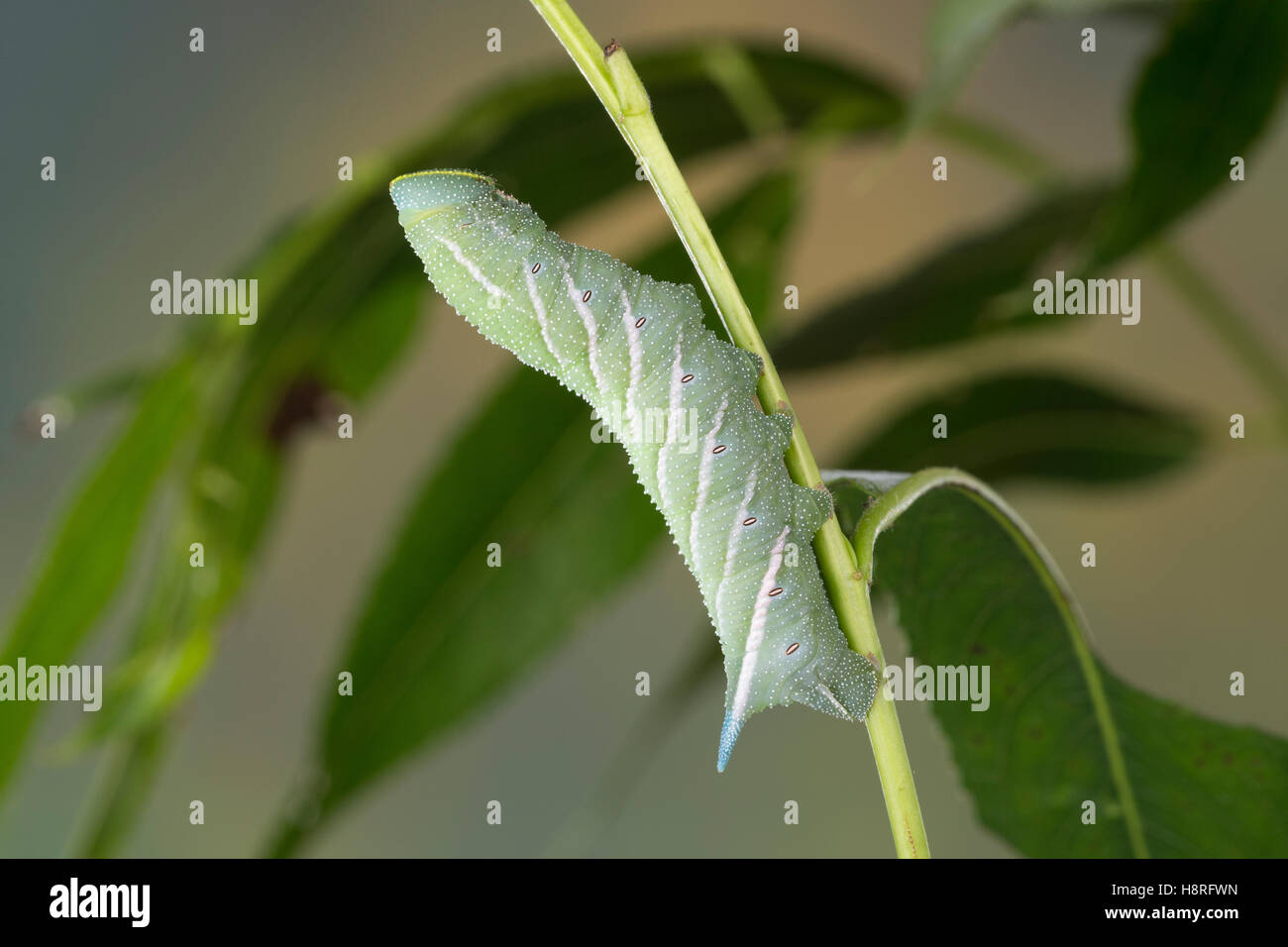 Un Abendpfauenauge, Raupe frisst Weide, Abend-Pfauenauge Smerinthus ...