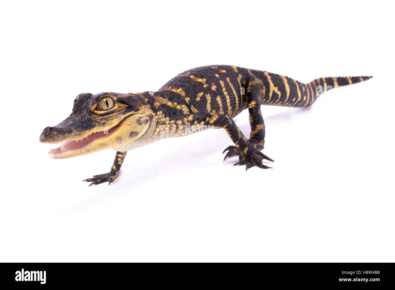 Alligator mississippiensis Banque de photographies et d’images à haute ...