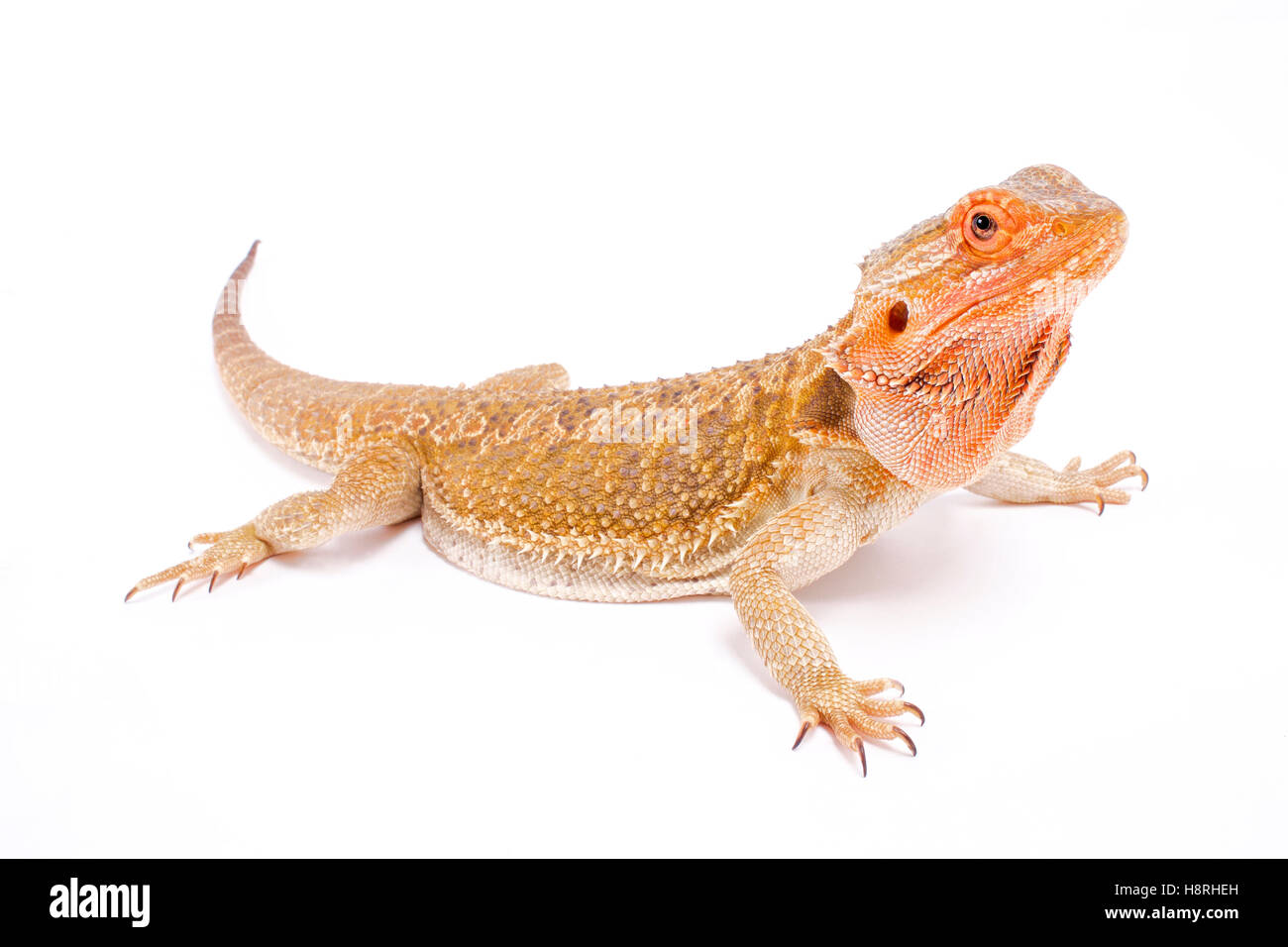 Dragon barbu australien Banque de photographies et d’images à haute ...