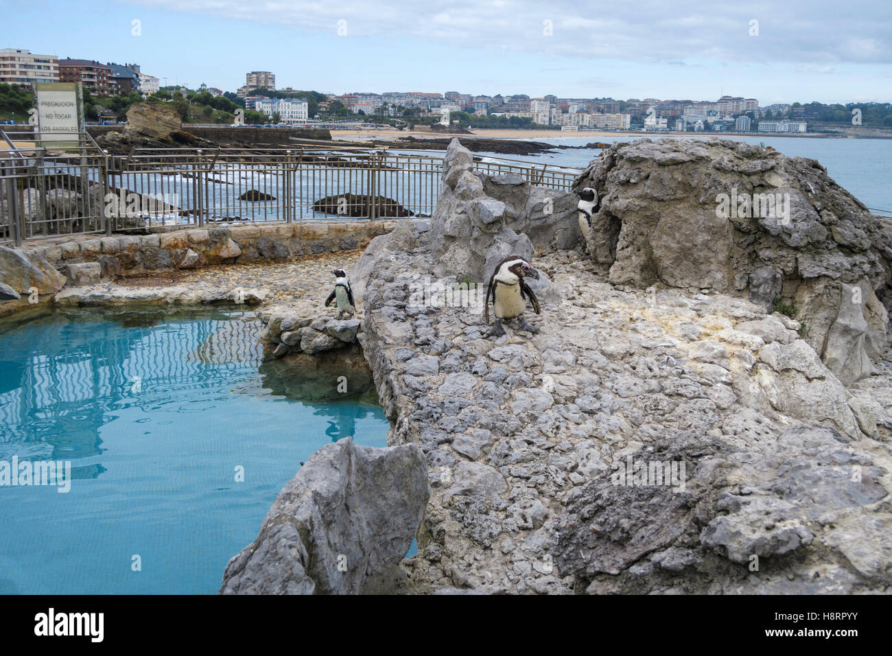 Le parc marin de la Magdalena (parc marin) à l'aquarium de pingouin ...
