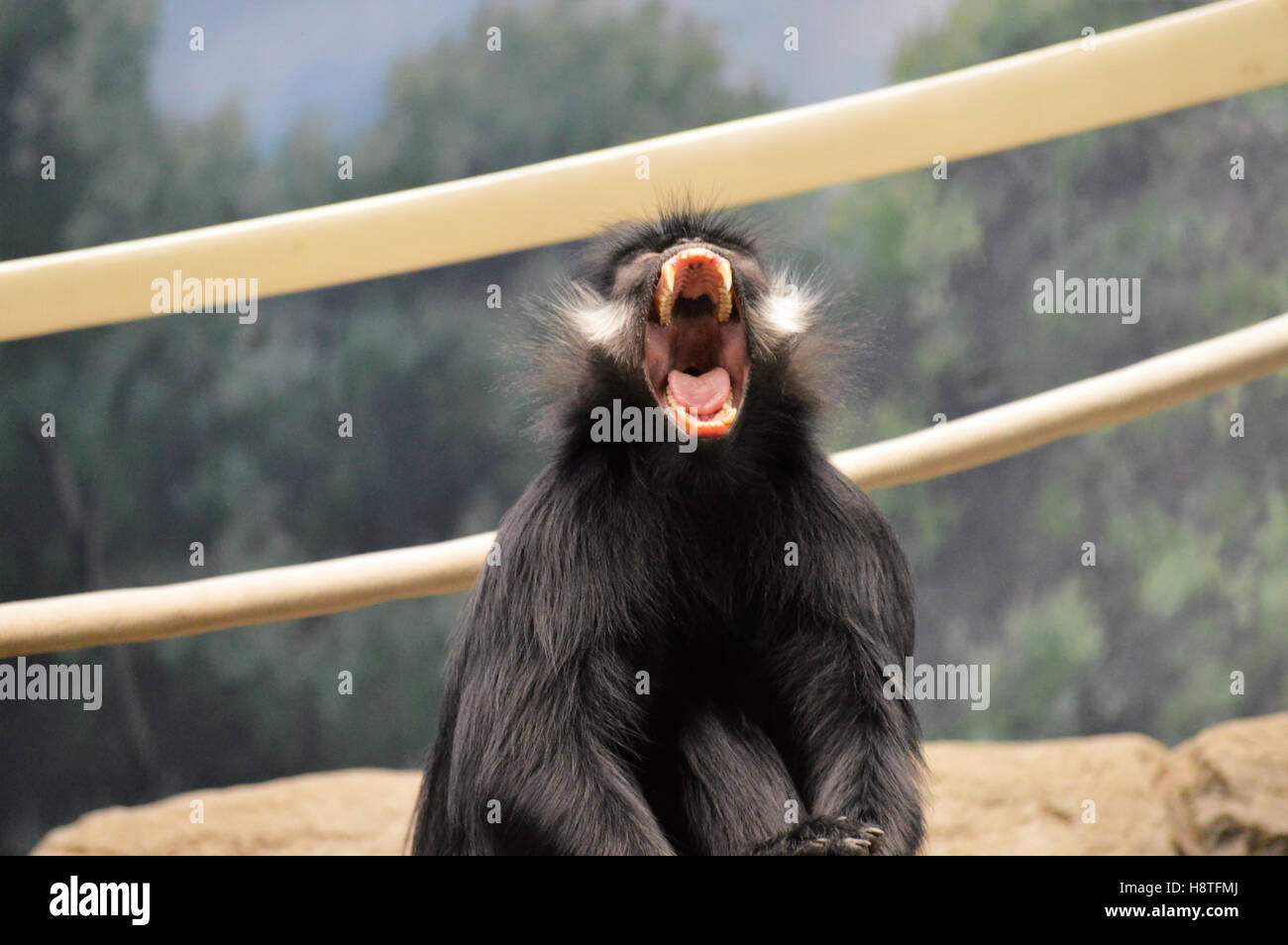 François Langur Monkey Photo Stock - Alamy