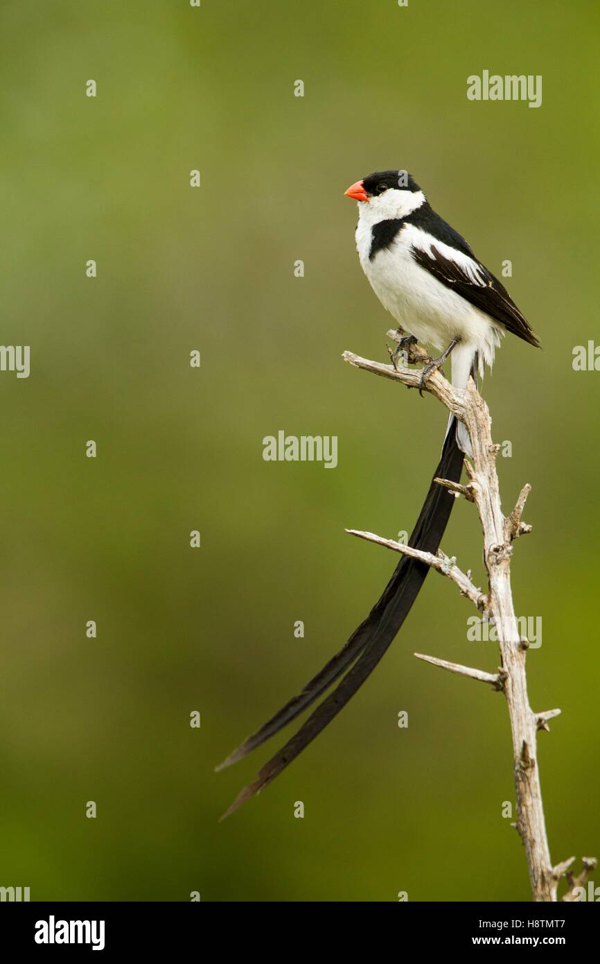Pin-tailed Whydah (Vidua macroura), Masai Mara national reserve, Kenya ...