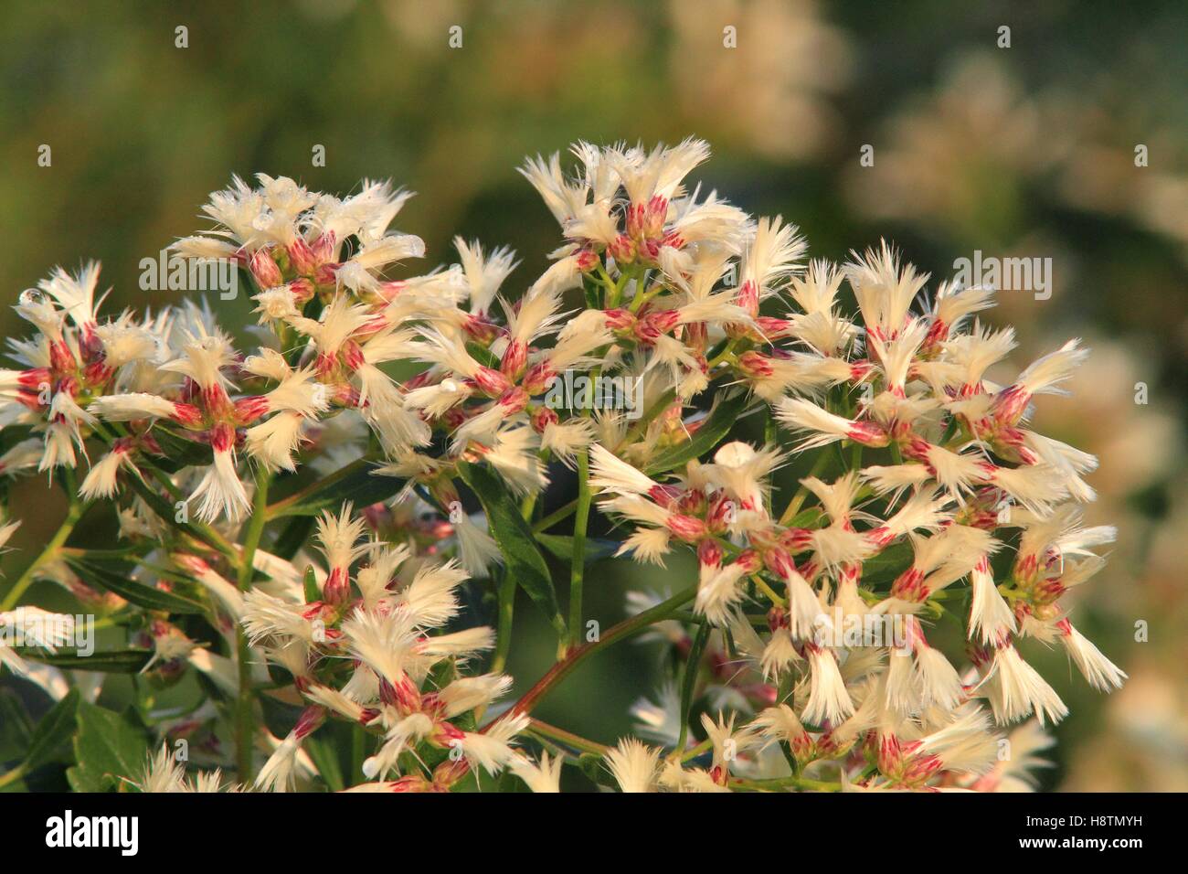 L'Est de baccharis (Baccharis halimifolia) fleurs Photo Stock - Alamy