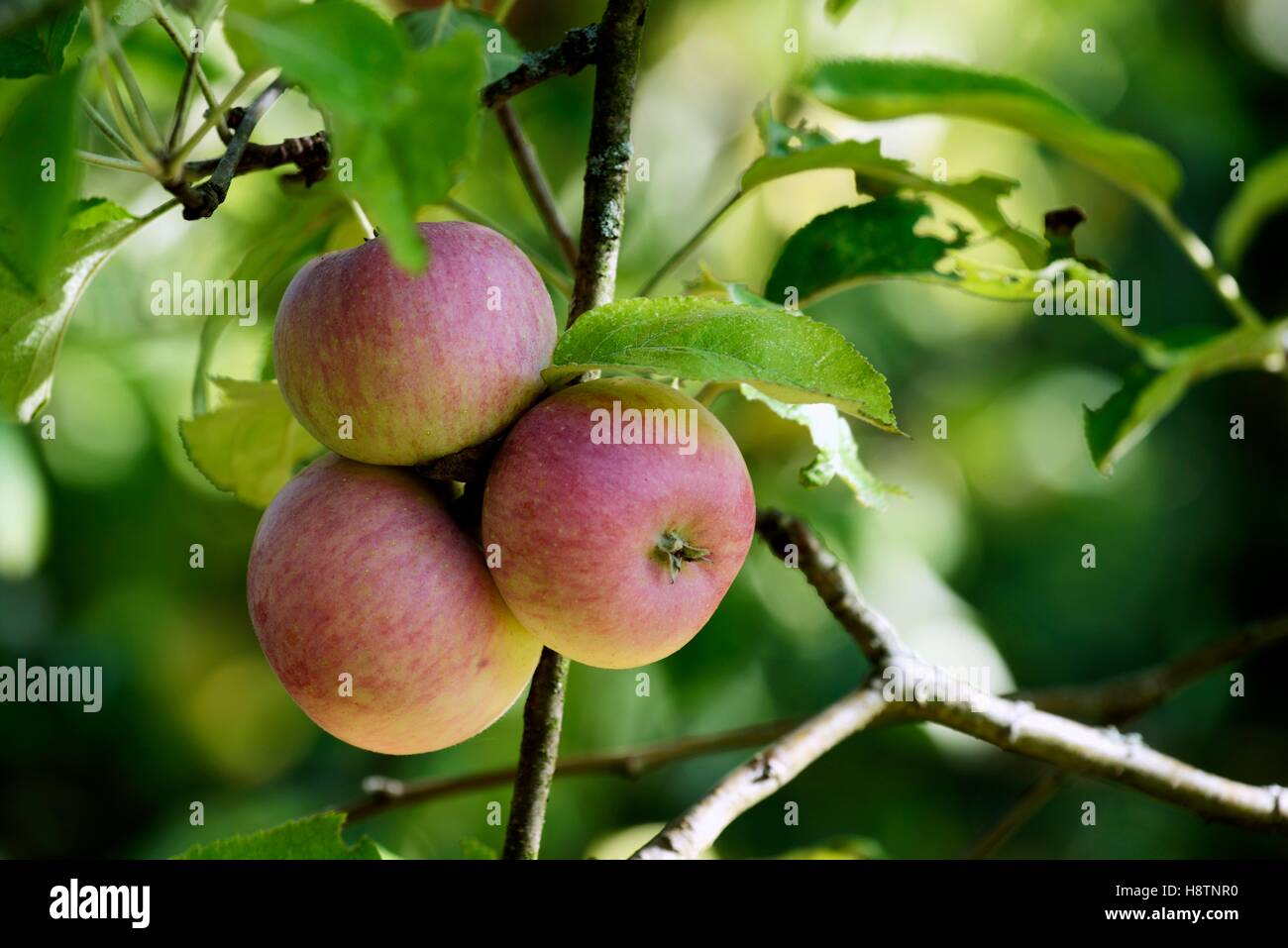 Pomme dapi Banque de photographies et d’images à haute résolution - Alamy