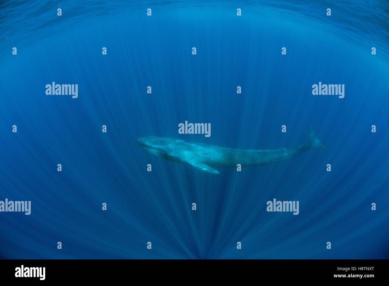 Rorqual bleu Balaenoptera musculus brevicauda est le plus gros animal ...