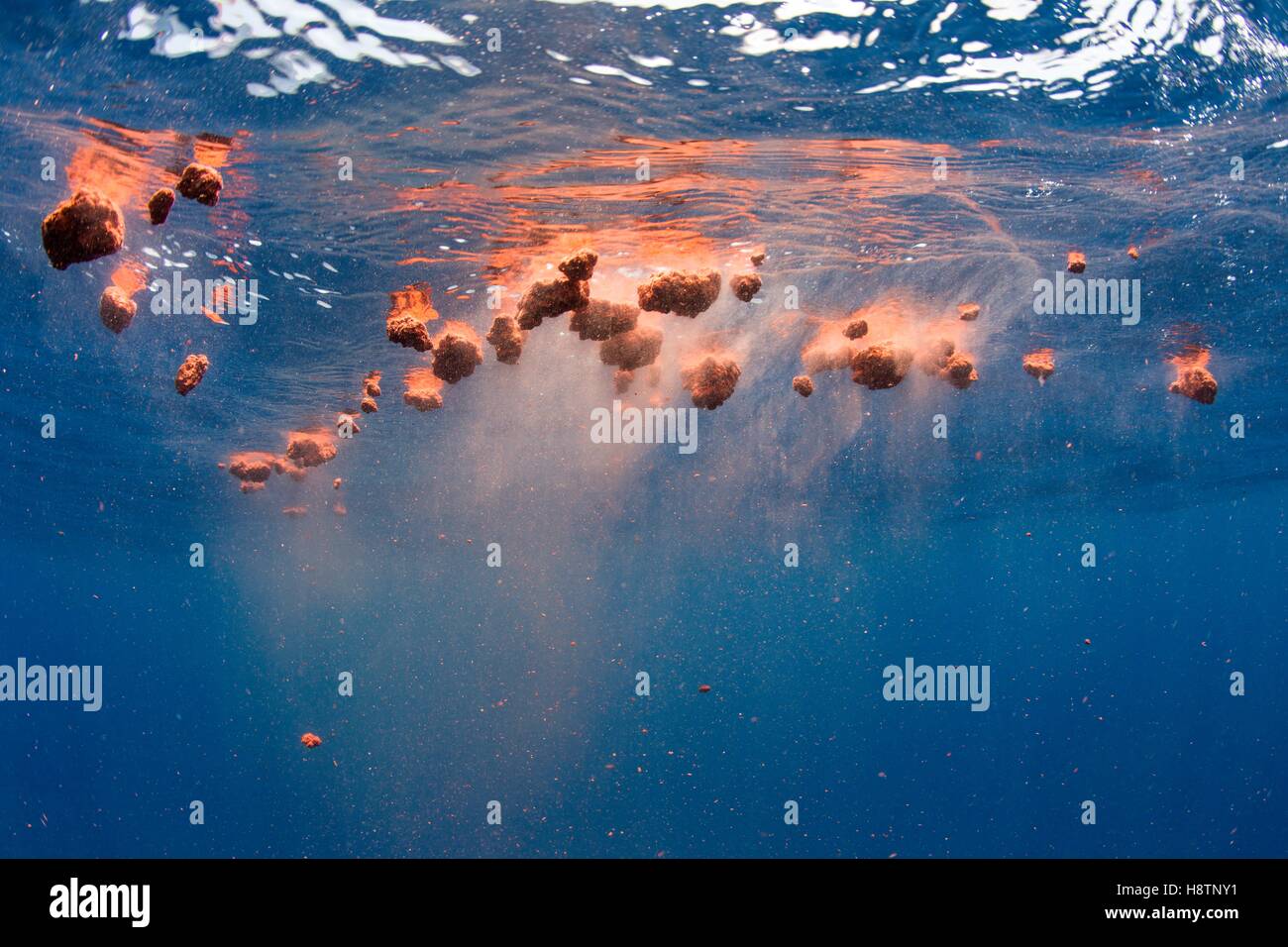 Les excréments de baleine Banque de photographies et d’images à haute ...