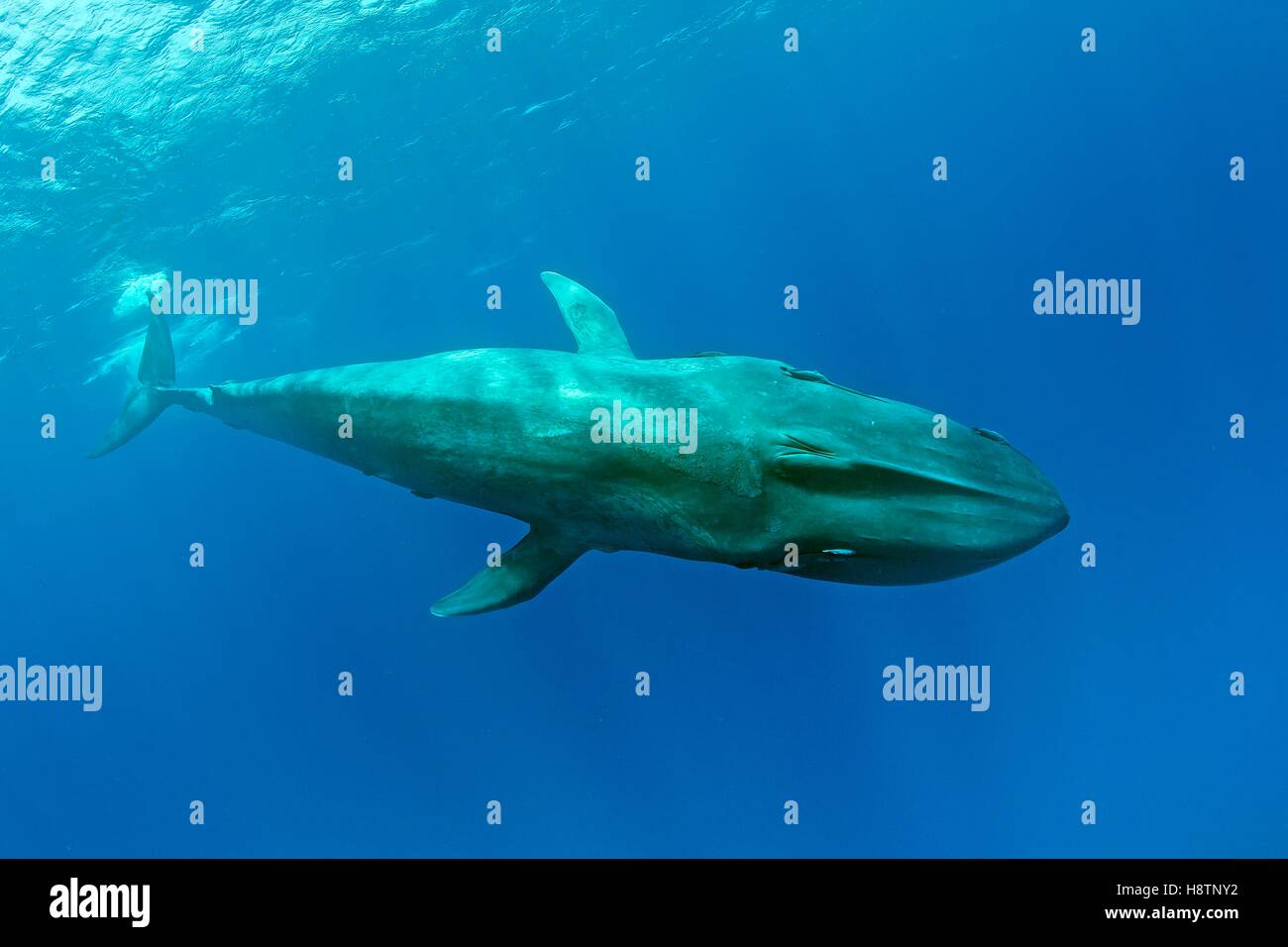 Rorqual bleu Balaenoptera musculus brevicauda est le plus gros animal ...