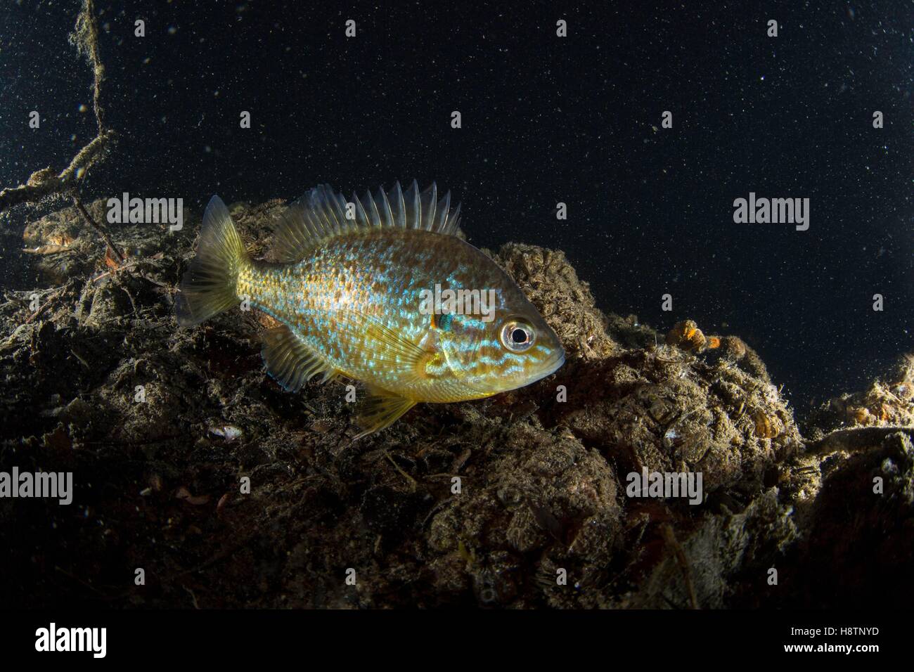 Le crapet-soleil, Lepomis gibbosus, également connu sous le nom de lac ...
