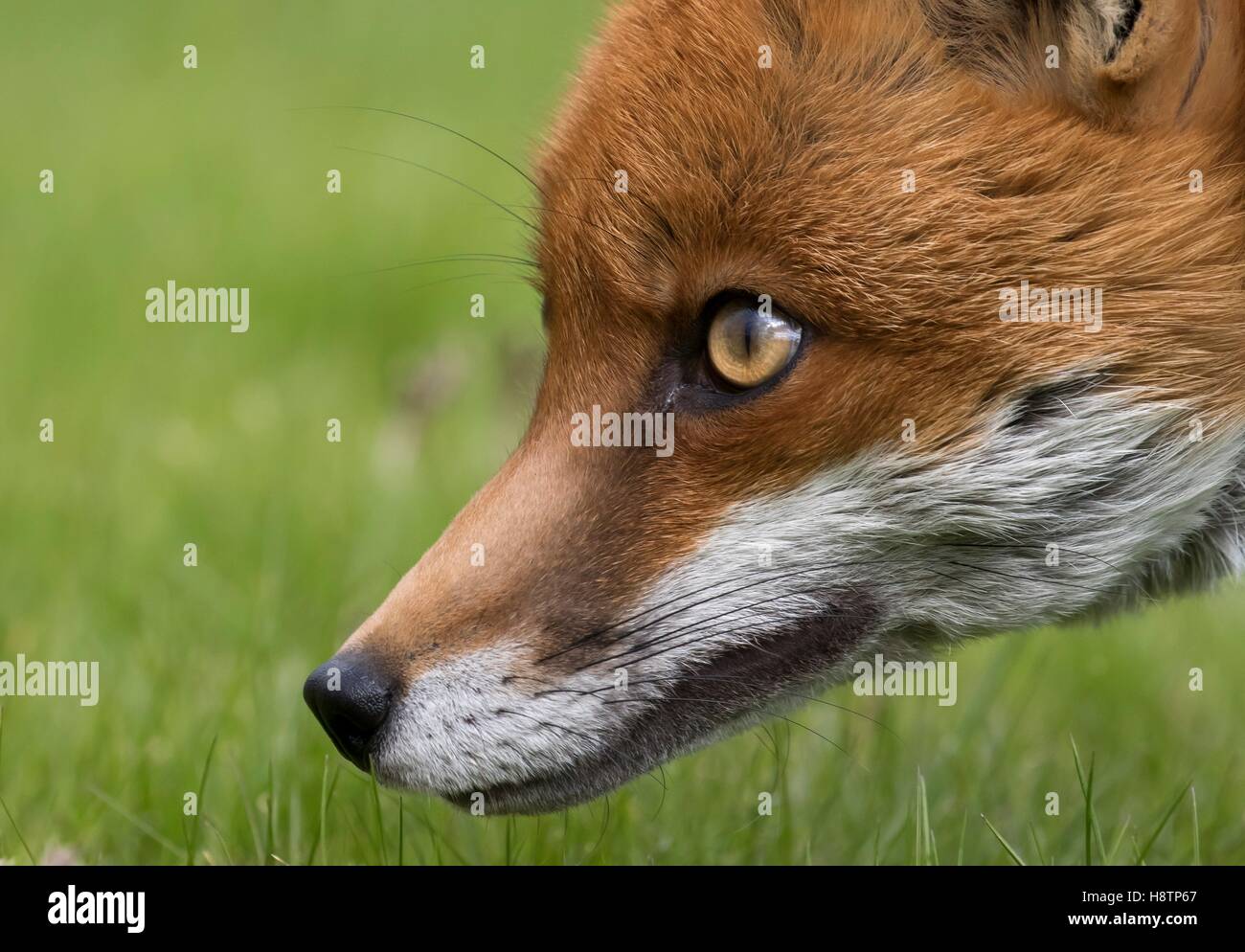 Le renard roux (Vulpes vulpes) Renard roux yeux détails. L'Angleterre ...