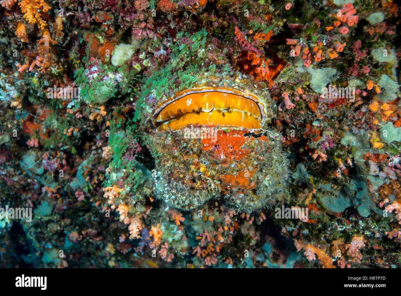 Huître épineuse (Spondylus varius), Maldives, océan Indien Photo Stock ...