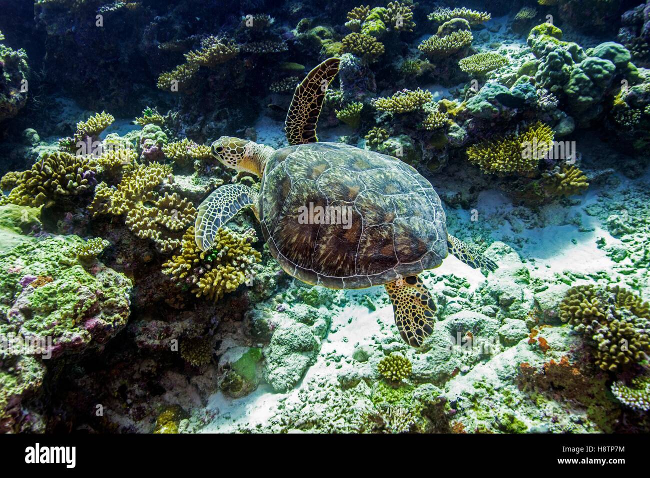 La tortue verte (Chelonia mydas) , piscine au-dessus du récif, Maldives ...