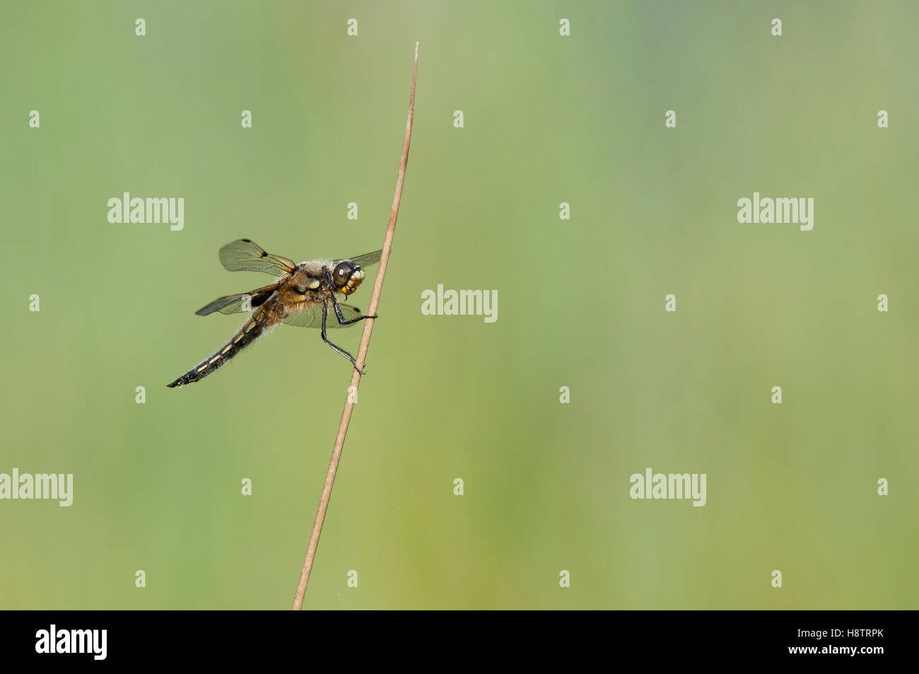 Libellule rouge eurasien (Sympetrum depressiusculum) femelle sur une ...