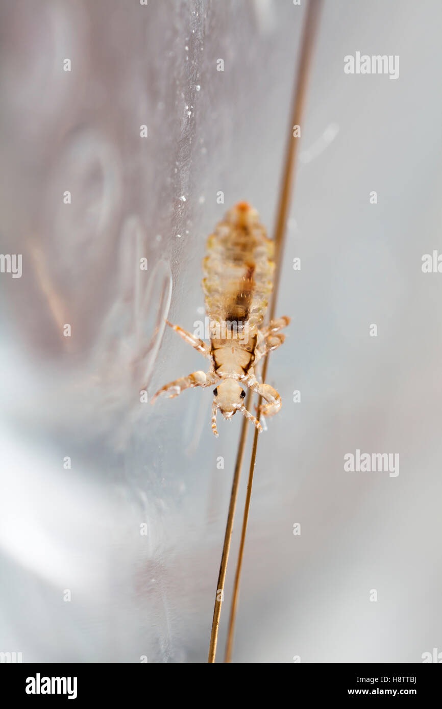Pediculus Humanus Capitis Banque d'image et photos - Alamy