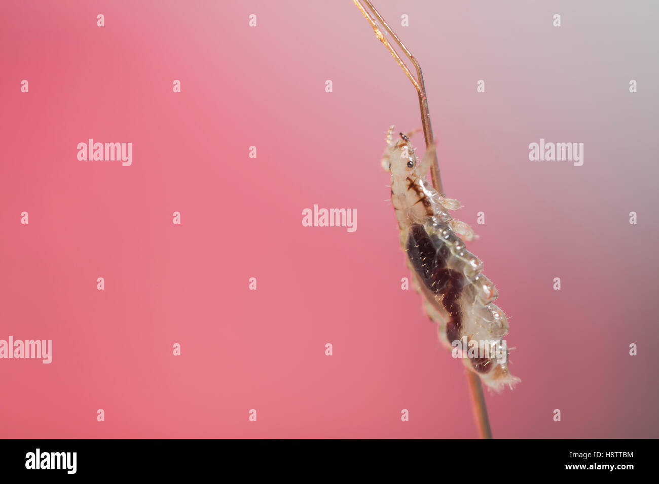 Pediculus Humanus Capitis Banque d'image et photos - Alamy