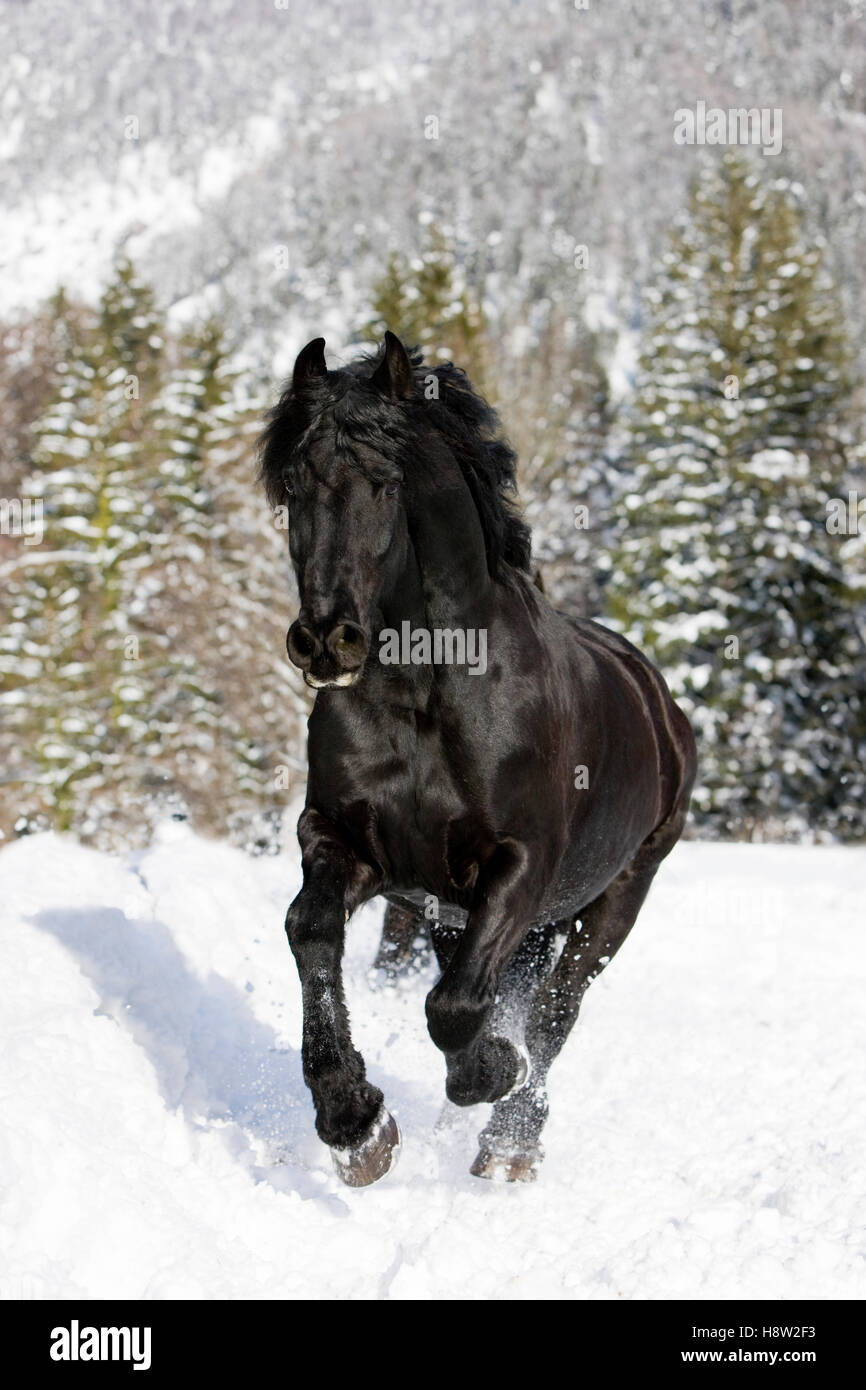 Cheval frison galoper dans la neige, hiver, Autriche Photo Stock - Alamy