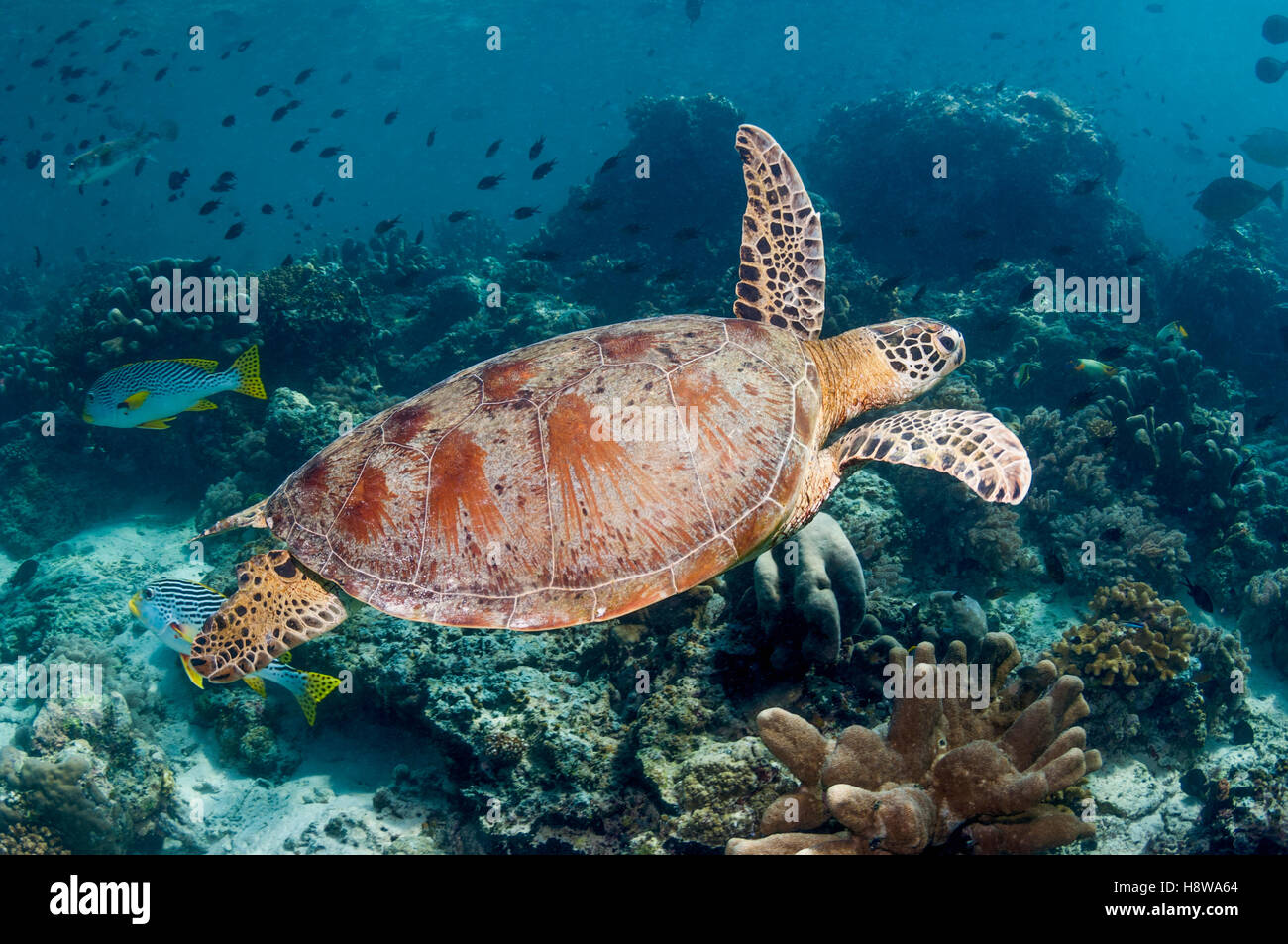 La tortue verte Chelonia mydas []. Îles Similan, la mer d'Andaman, en ...