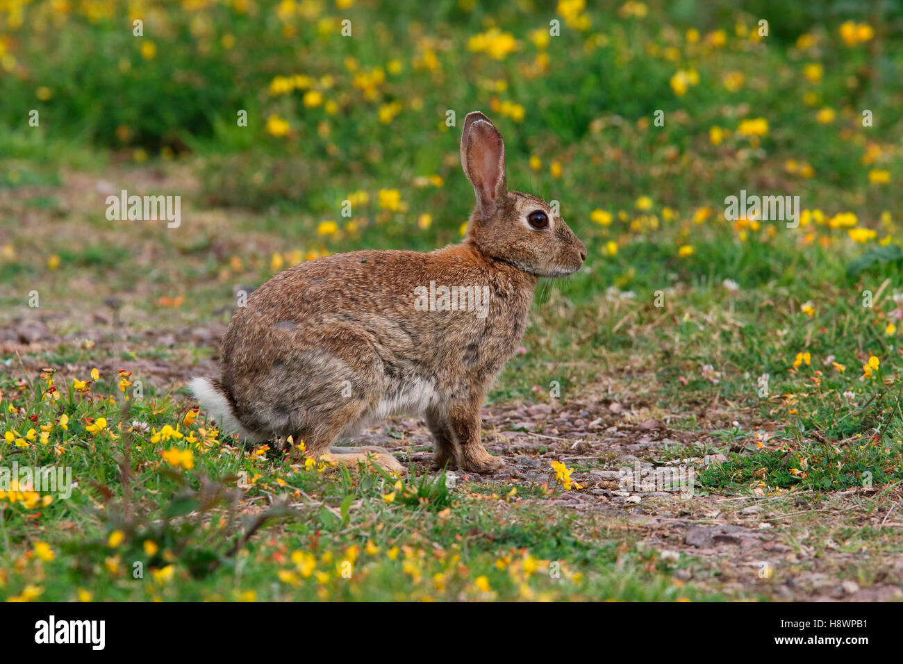 Lapin de garenne (Oryctolagus cuniculus) sur le balai herbe , Normandie ...