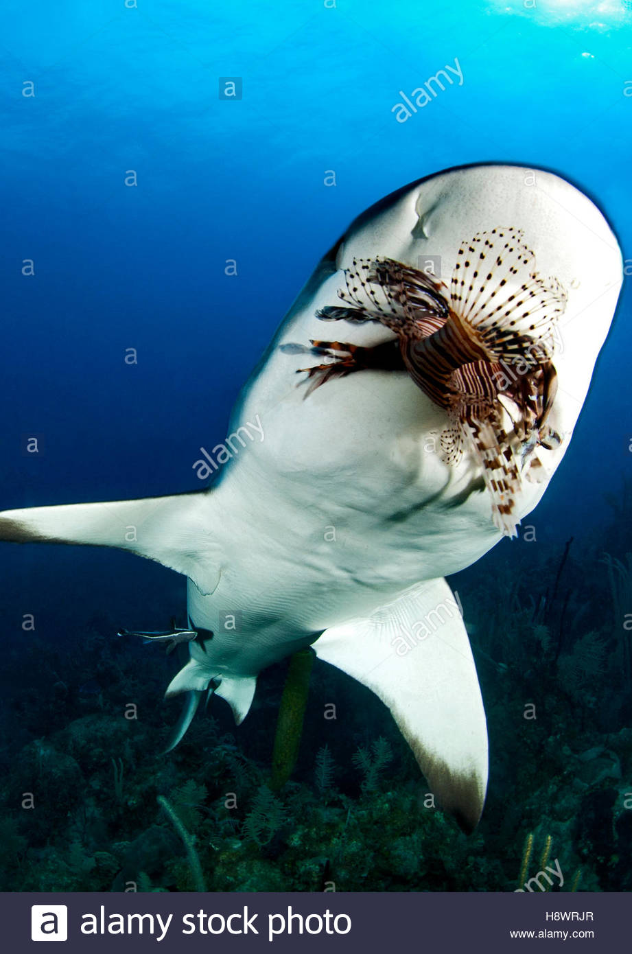 Reef Shark Eating Photos & Reef Shark Eating Images - Alamy