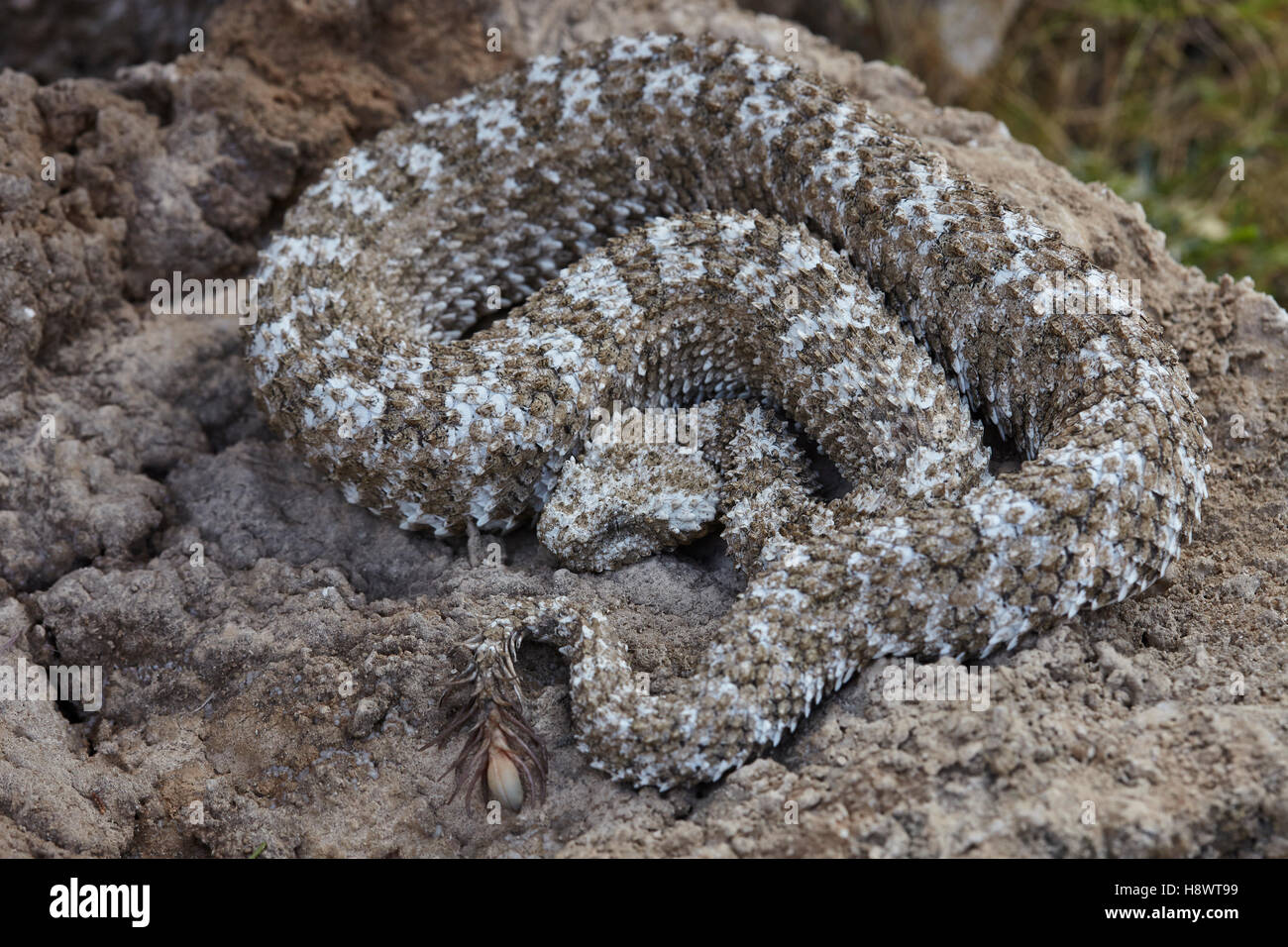 Spider-tailed Horned viper (Pseudocerastes urarachnoides), montagnes de ...