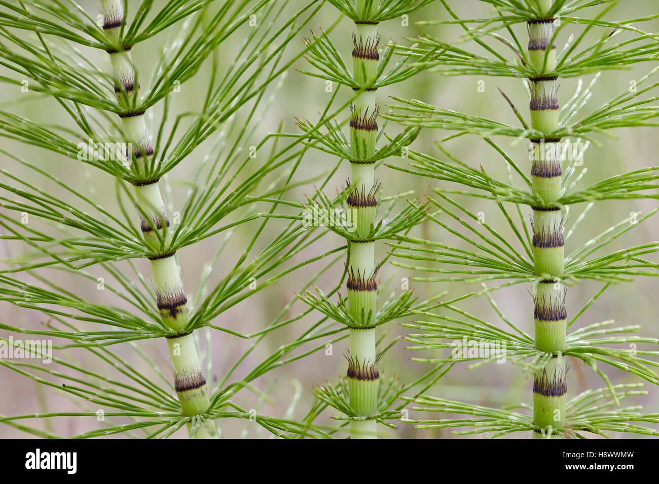 Prêle géante equisetum sp Banque de photographies et d’images à haute ...