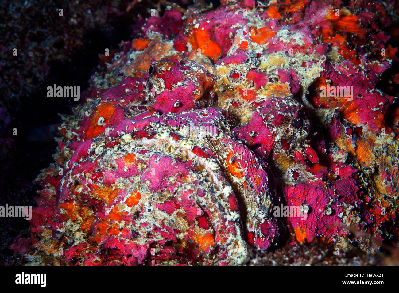 Portrait de poisson-pierre (Synanceia verrucosa), de l'île de la ...
