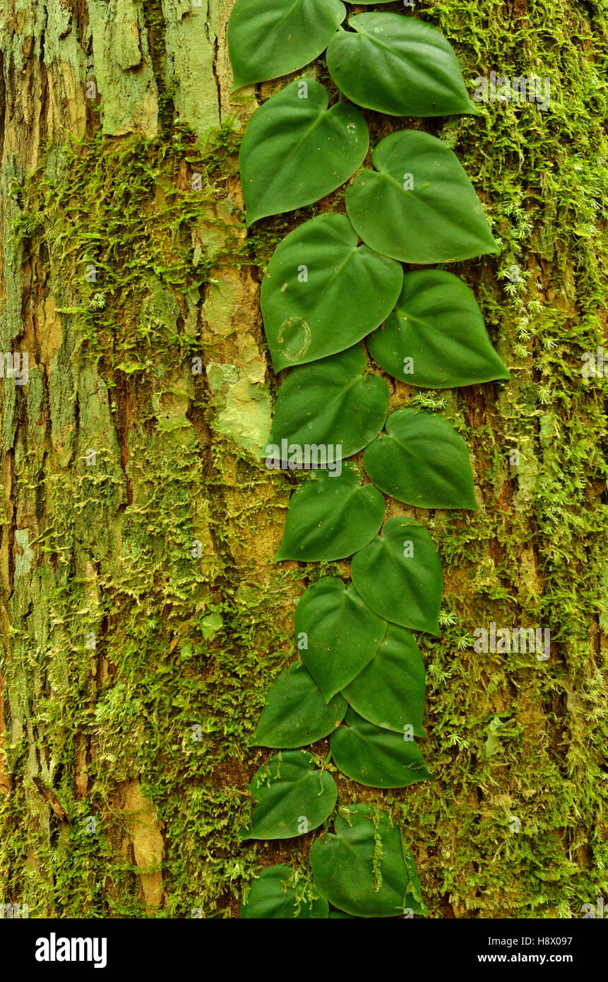 Plante amazonienne Banque de photographies et d’images à haute ...